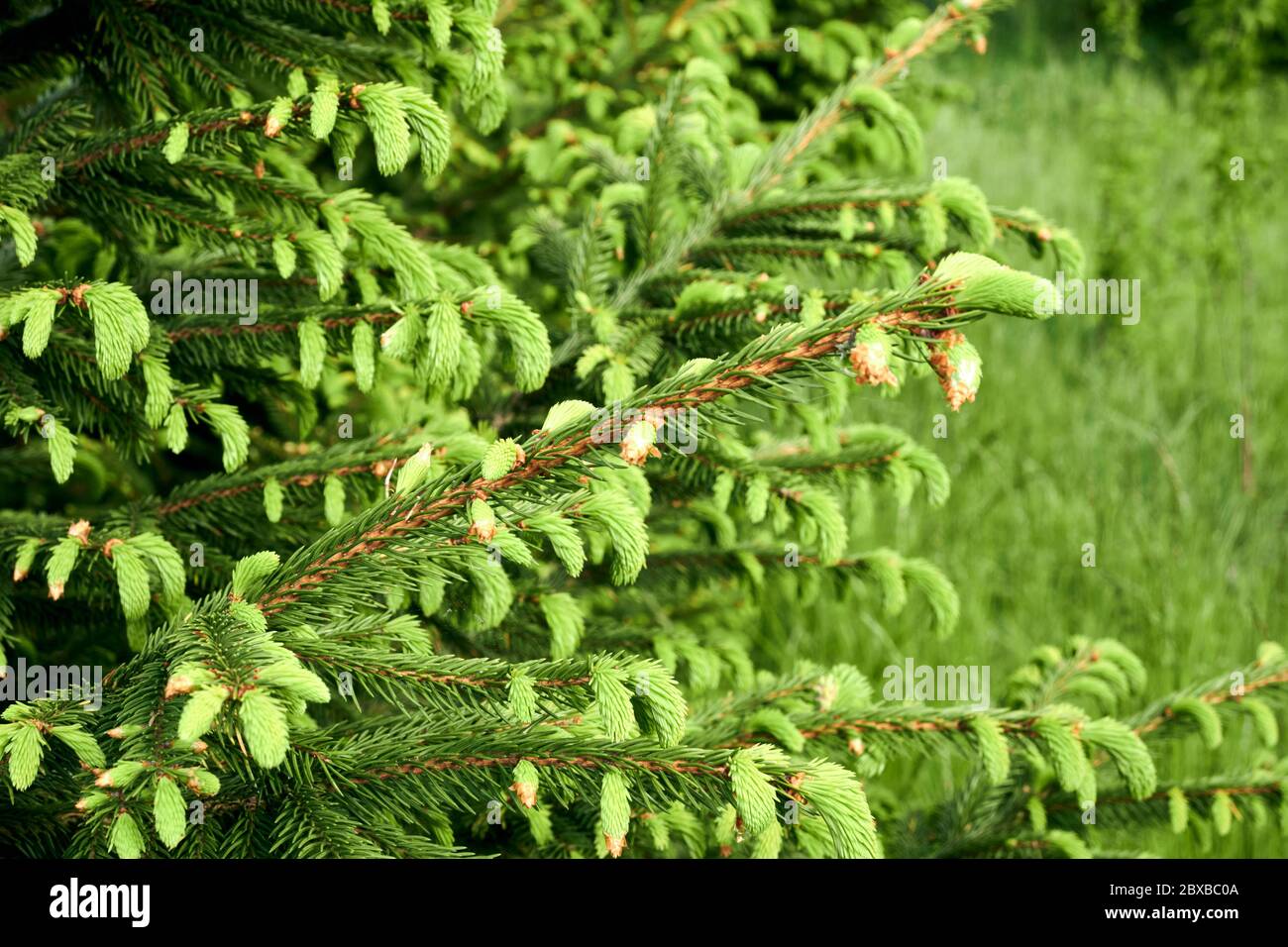 Green spruce young needles. Close up of fresh needles Stock Photo - Alamy