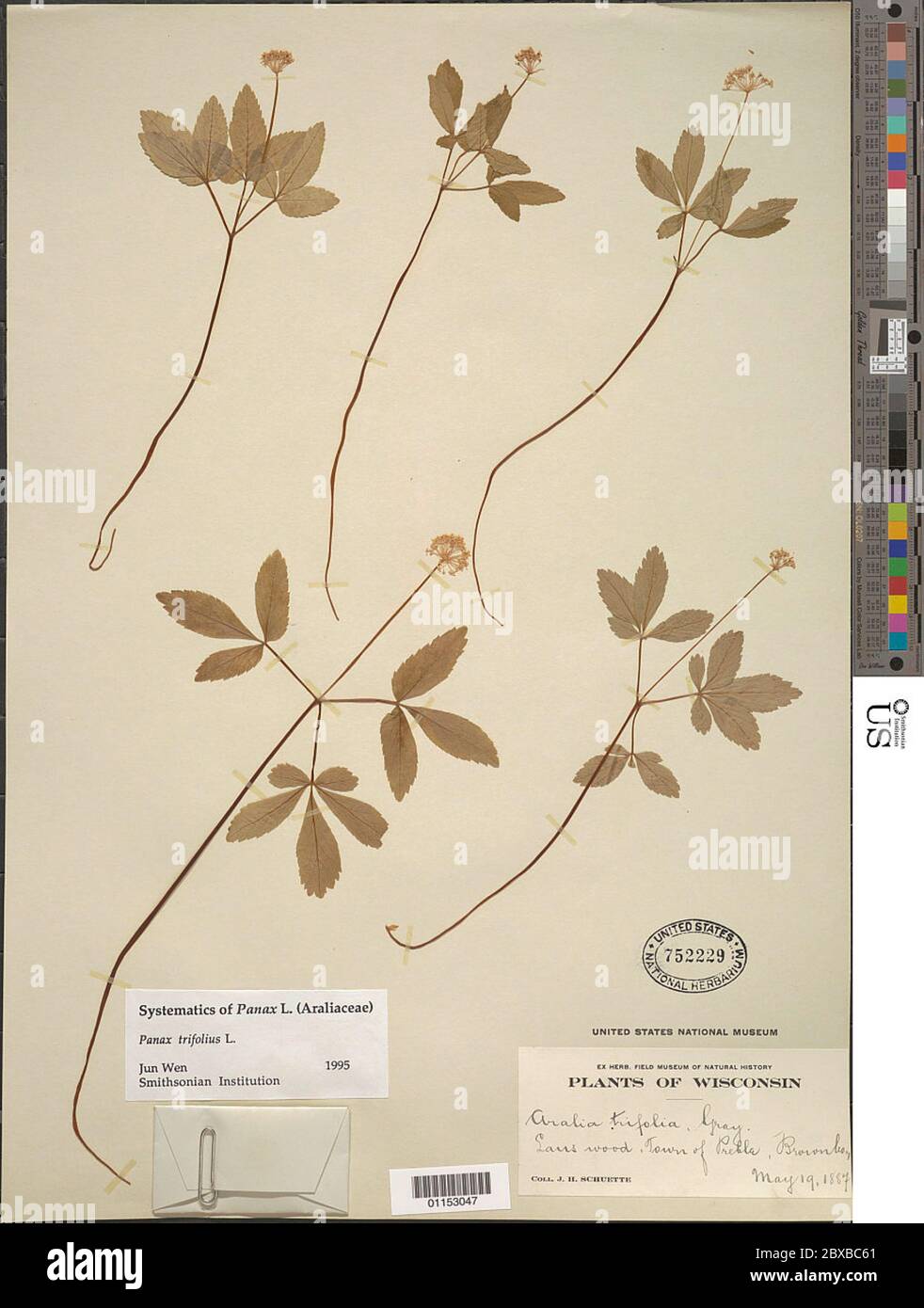 Panax trifolius L Panax trifolius L Stock Photo - Alamy