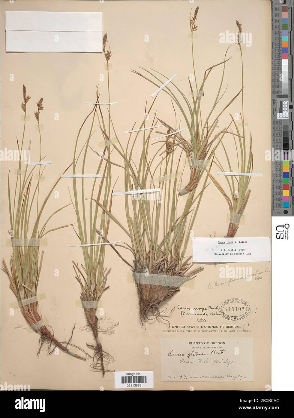 Carex inops LH Bailey Carex inops LH Bailey Stock Photo - Alamy