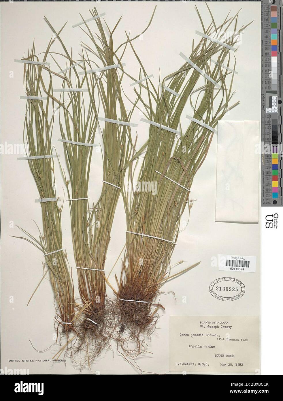 Jamesii hi-res stock photography and images - Alamy