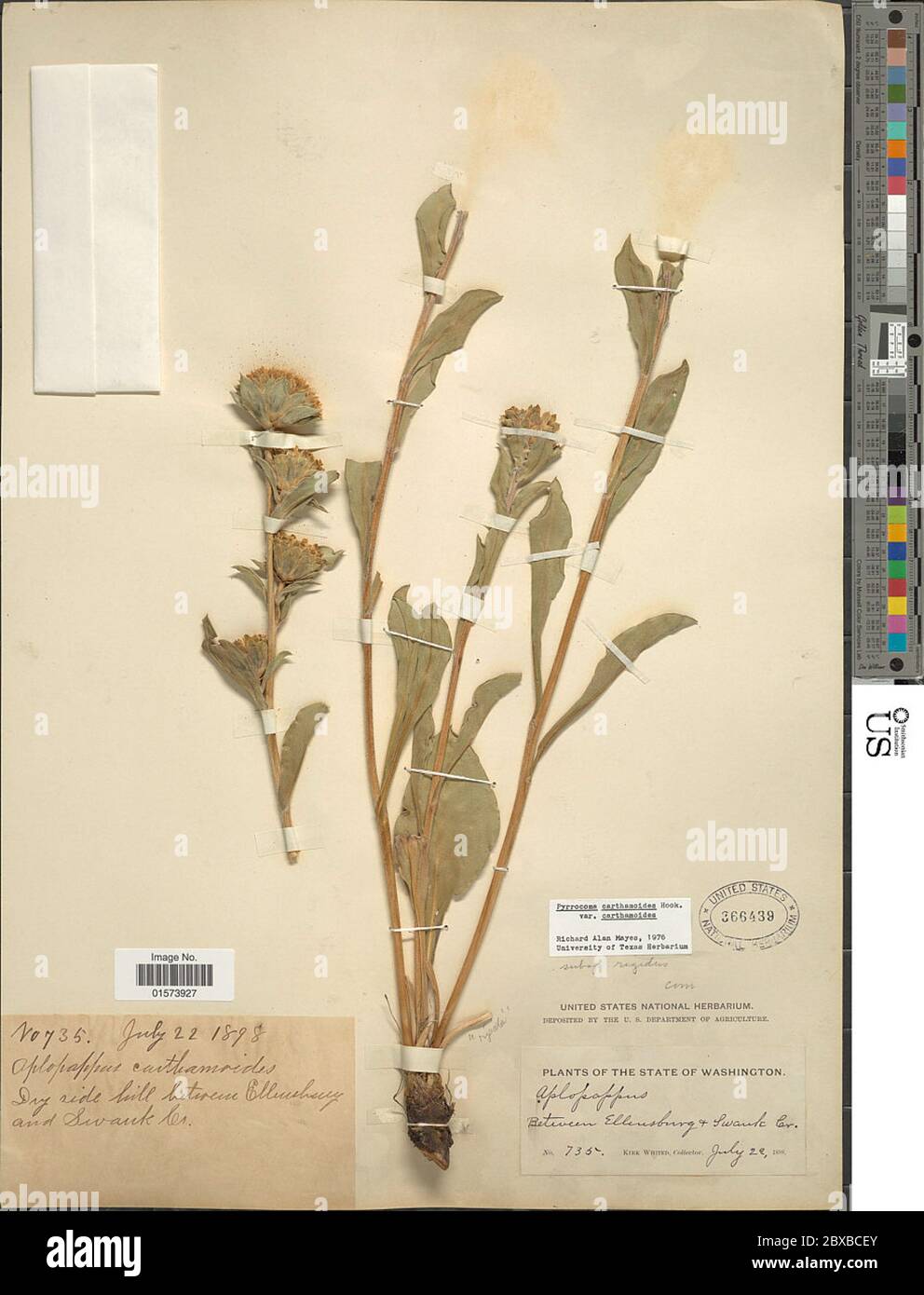 Pyrrocoma carthamoides var carthamoides Hook Pyrrocoma carthamoides var ...