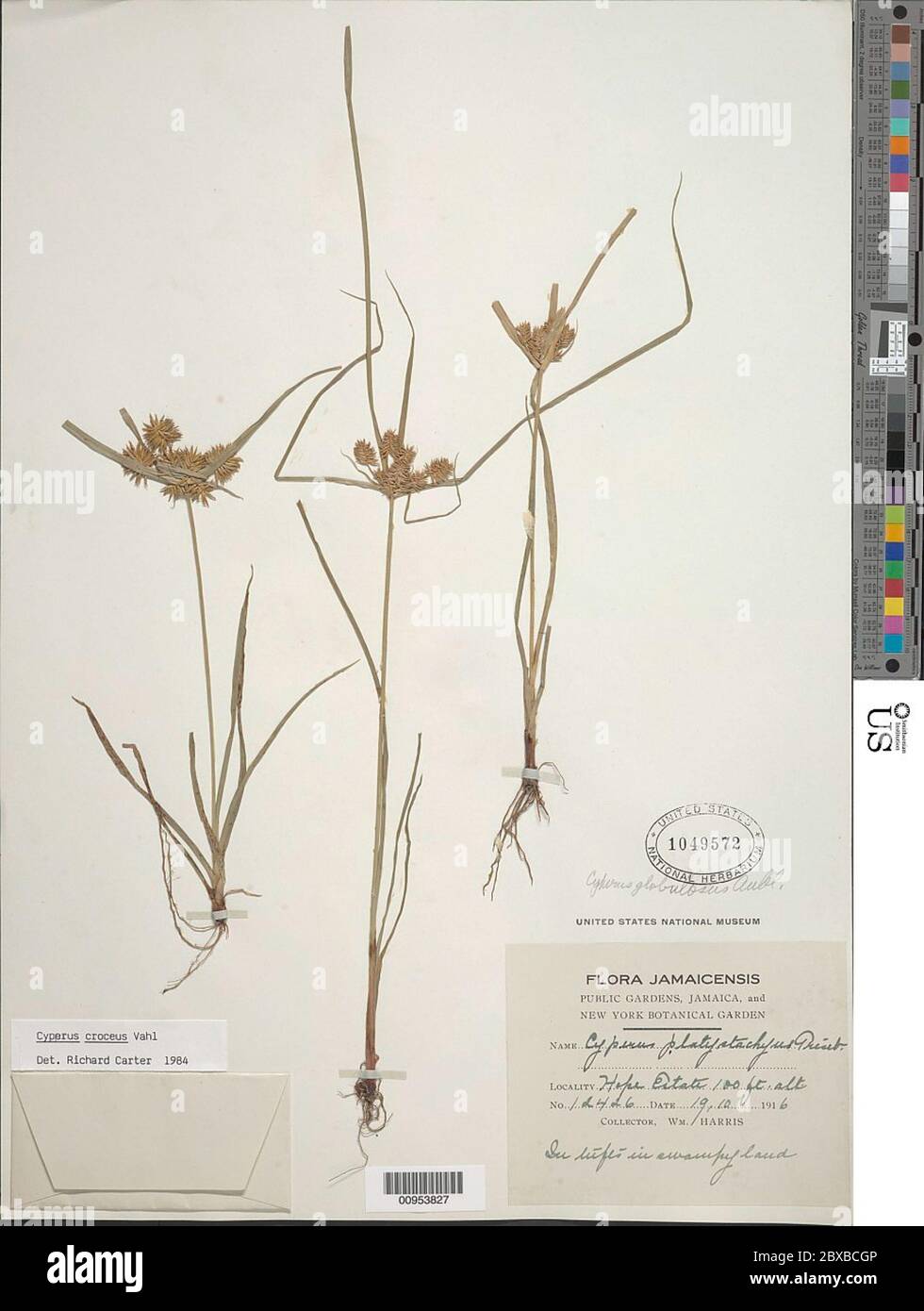 Cyperus croceus Vahl Cyperus croceus Vahl Stock Photo - Alamy