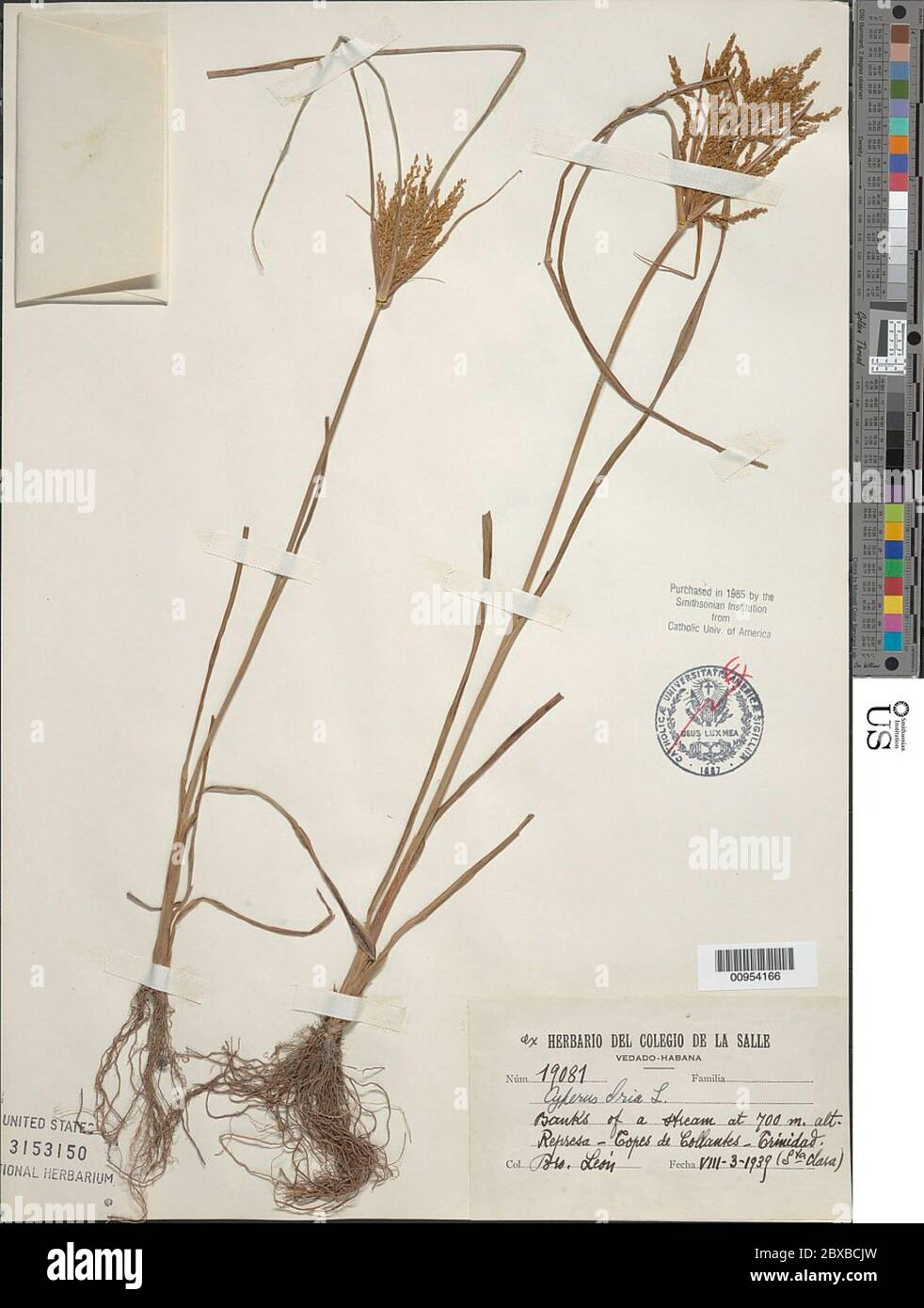 Cyperus iria hi-res stock photography and images - Alamy