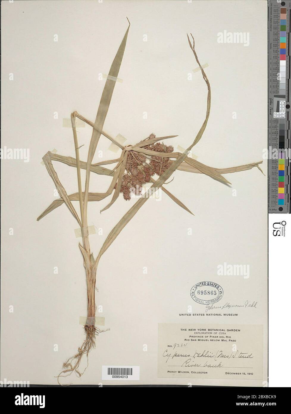 Cyperus flexuosus Vahl Cyperus flexuosus Vahl Stock Photo - Alamy