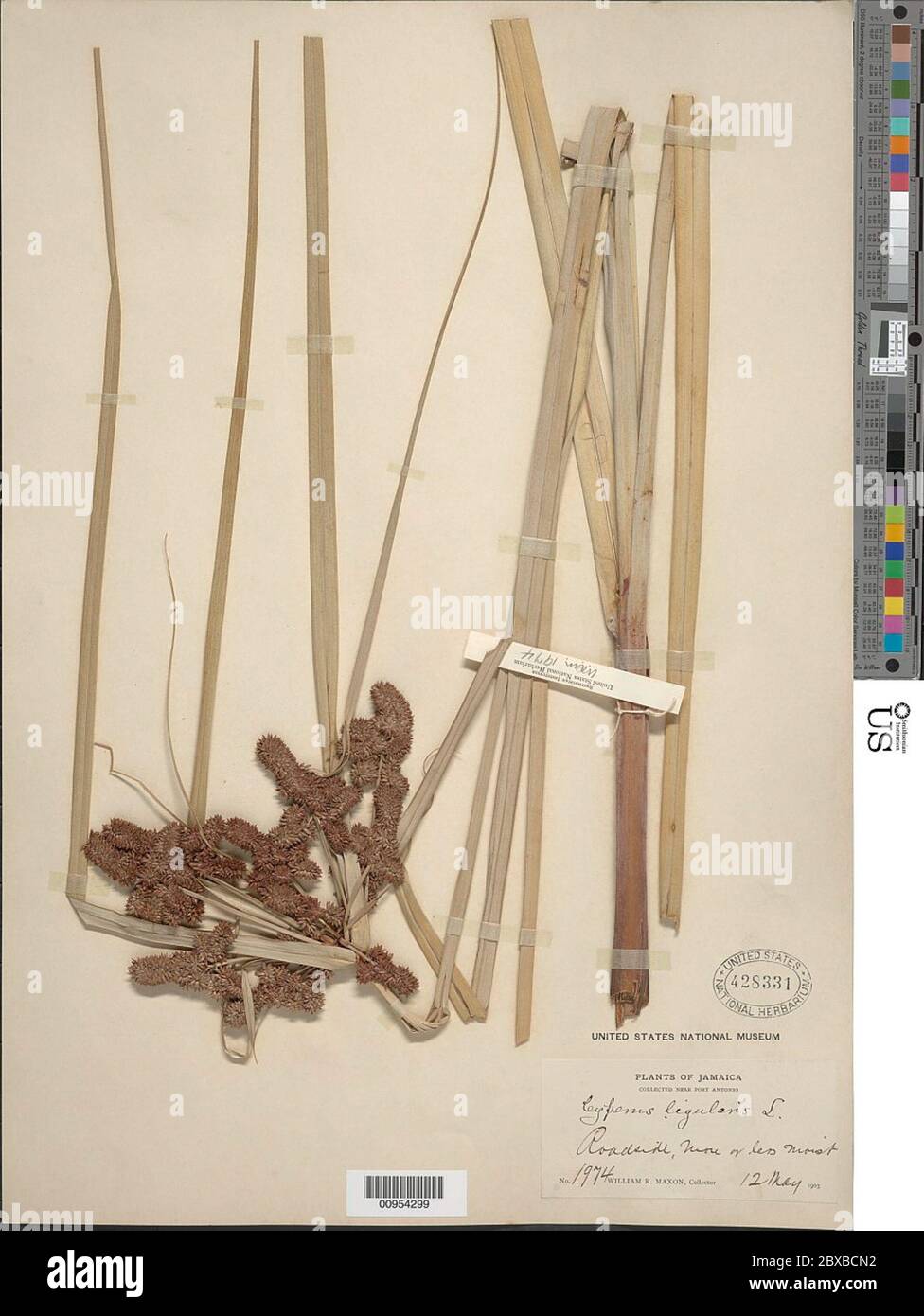 Cyperus ligularis L Cyperus ligularis L Stock Photo - Alamy