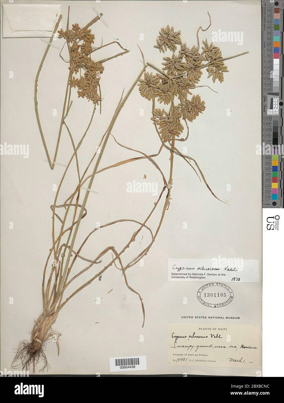 Ochraceus taxonomy hi-res stock photography and images - Alamy