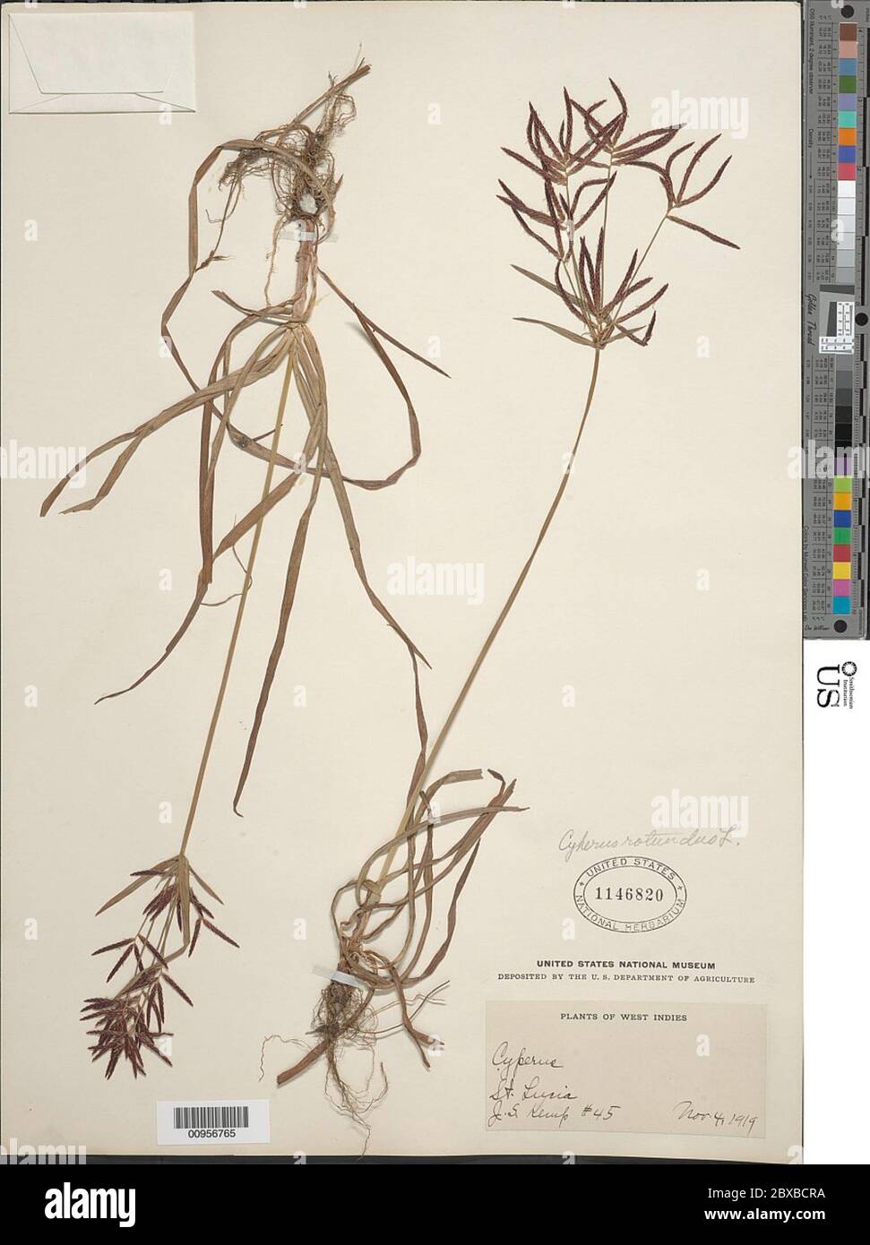 Cyperus rotundus L Cyperus rotundus L Stock Photo - Alamy