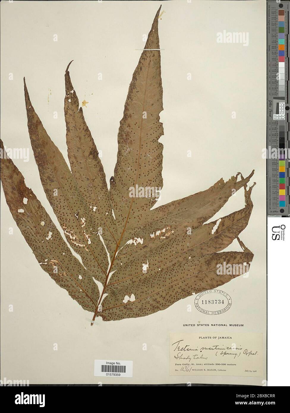 Tectaria hi-res stock photography and images - Alamy