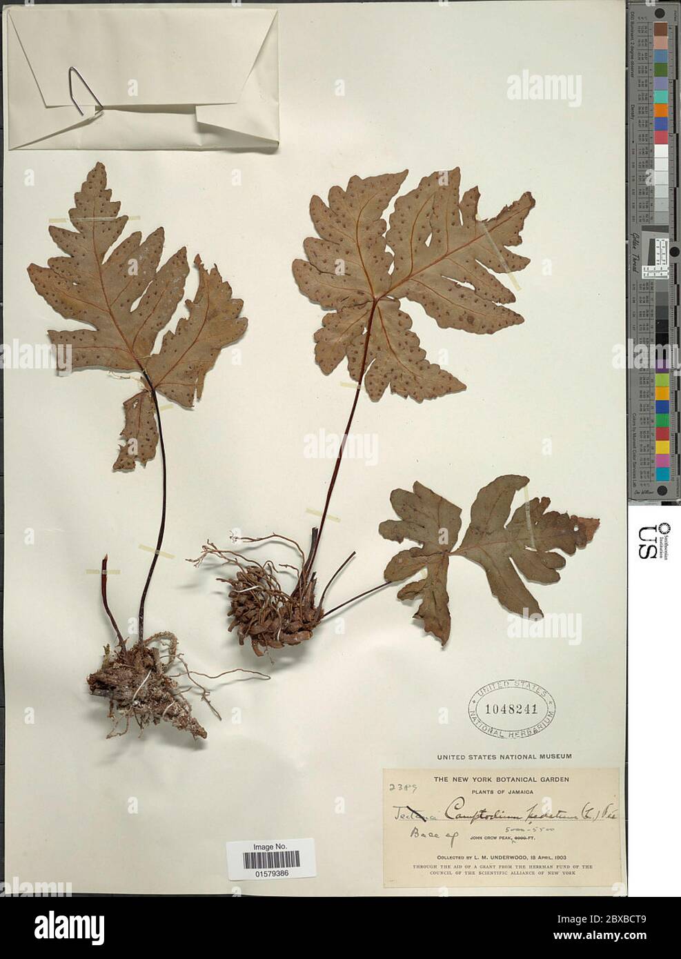 Tectaria pedata Tectaria pedata Stock Photo - Alamy