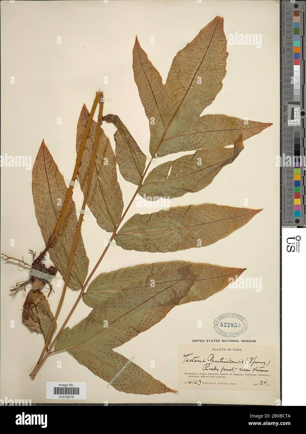 Tectaria incisa Cav Tectaria incisa Cav Stock Photo - Alamy
