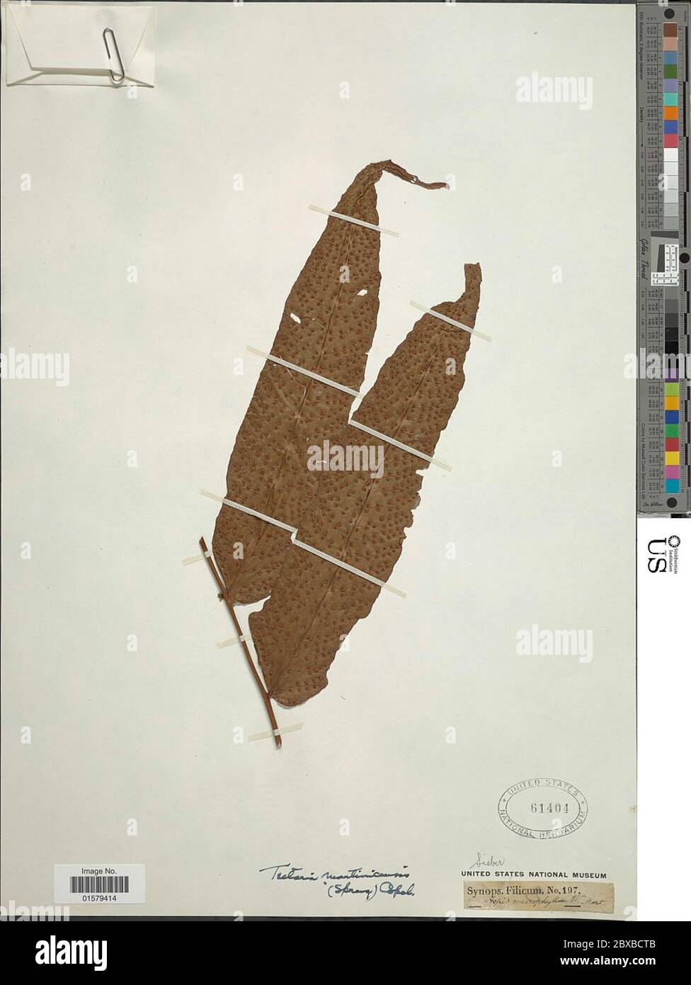 Tectaria incisa Cav Tectaria incisa Cav Stock Photo - Alamy