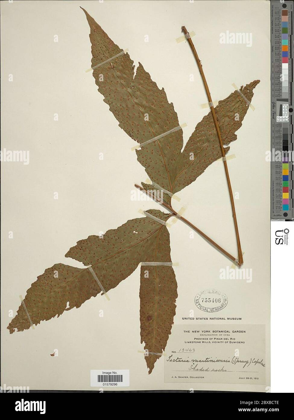 Tectaria incisa Cav Tectaria incisa Cav Stock Photo - Alamy