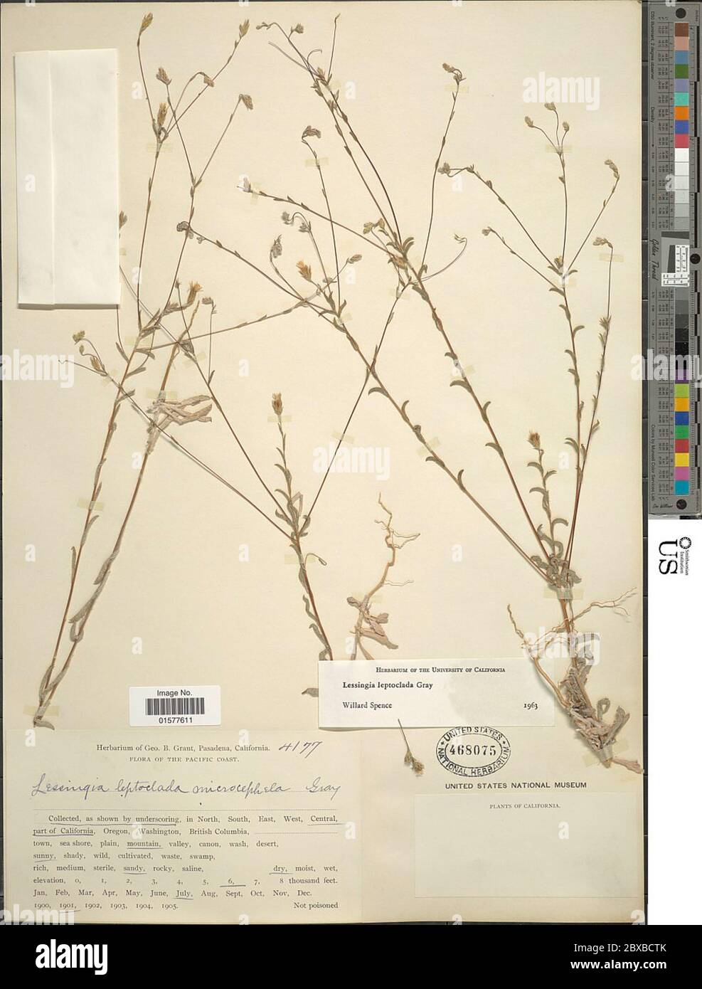 Lessingia leptoclada hi-res stock photography and images - Alamy