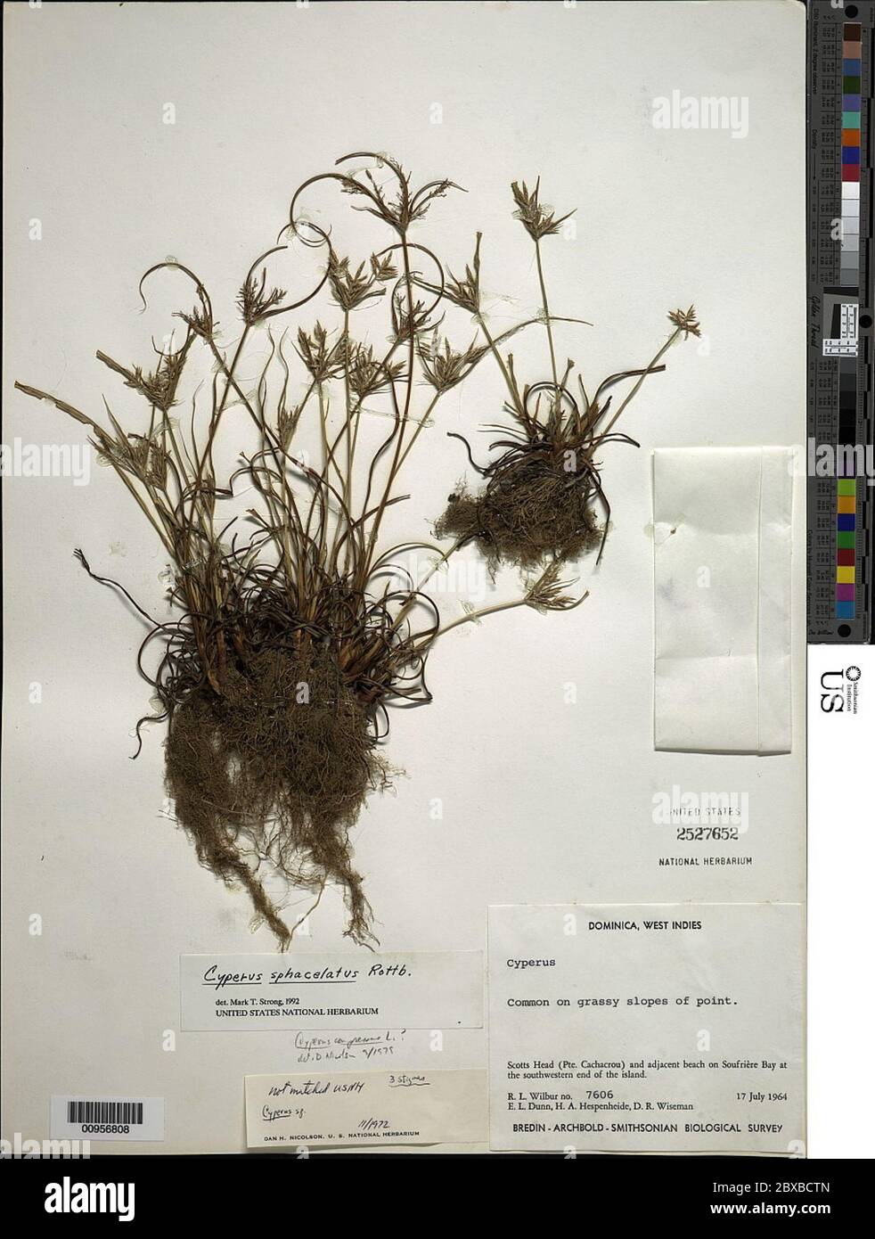 Cyperus sphacelatus Rottb Cyperus sphacelatus Rottb Stock Photo - Alamy