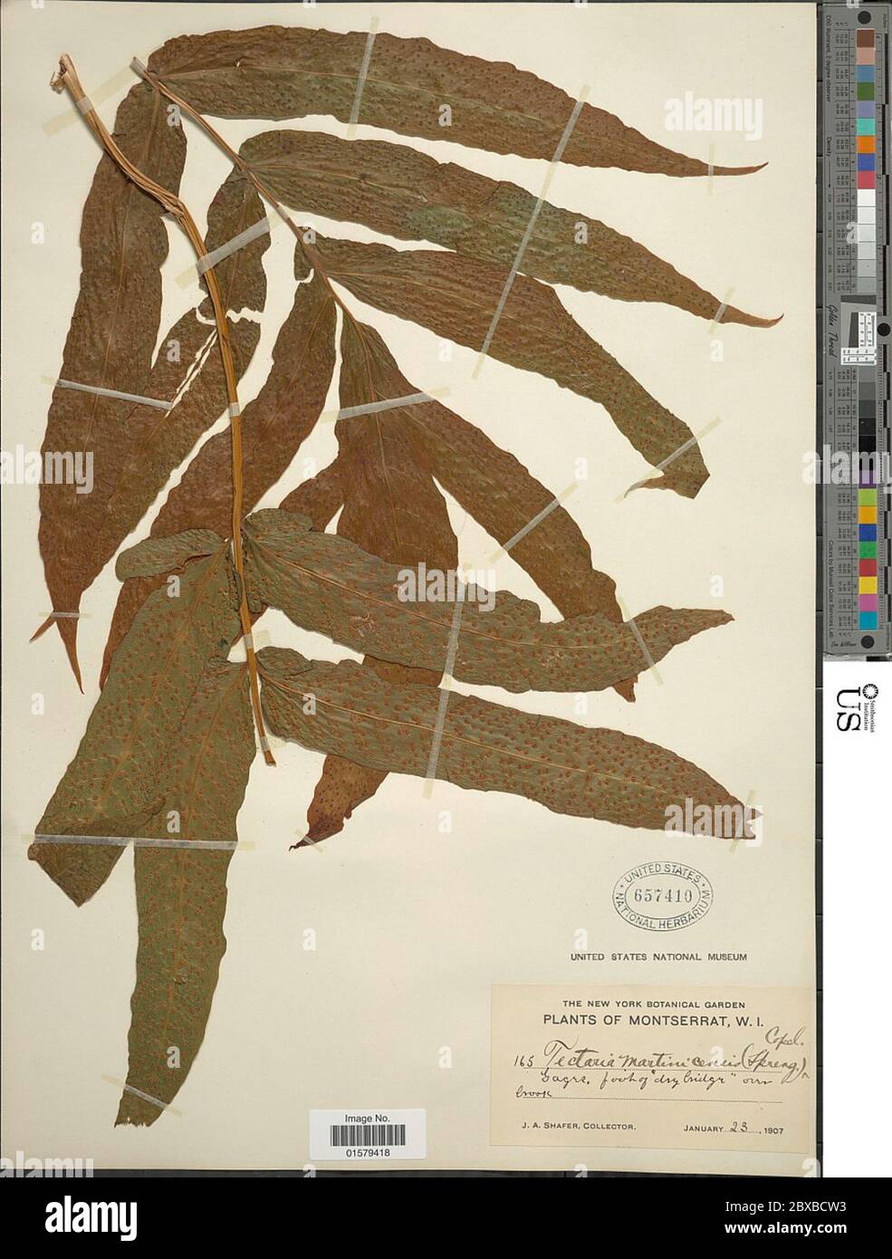 Tectaria incisa Cav Tectaria incisa Cav Stock Photo - Alamy