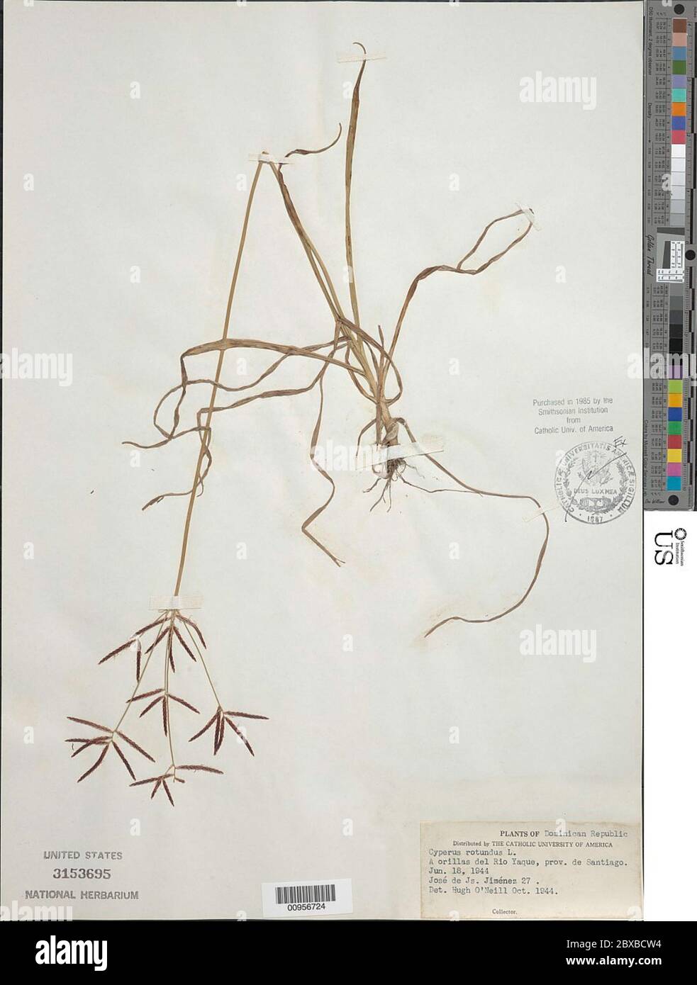 Cyperus rotundus L Cyperus rotundus L Stock Photo - Alamy