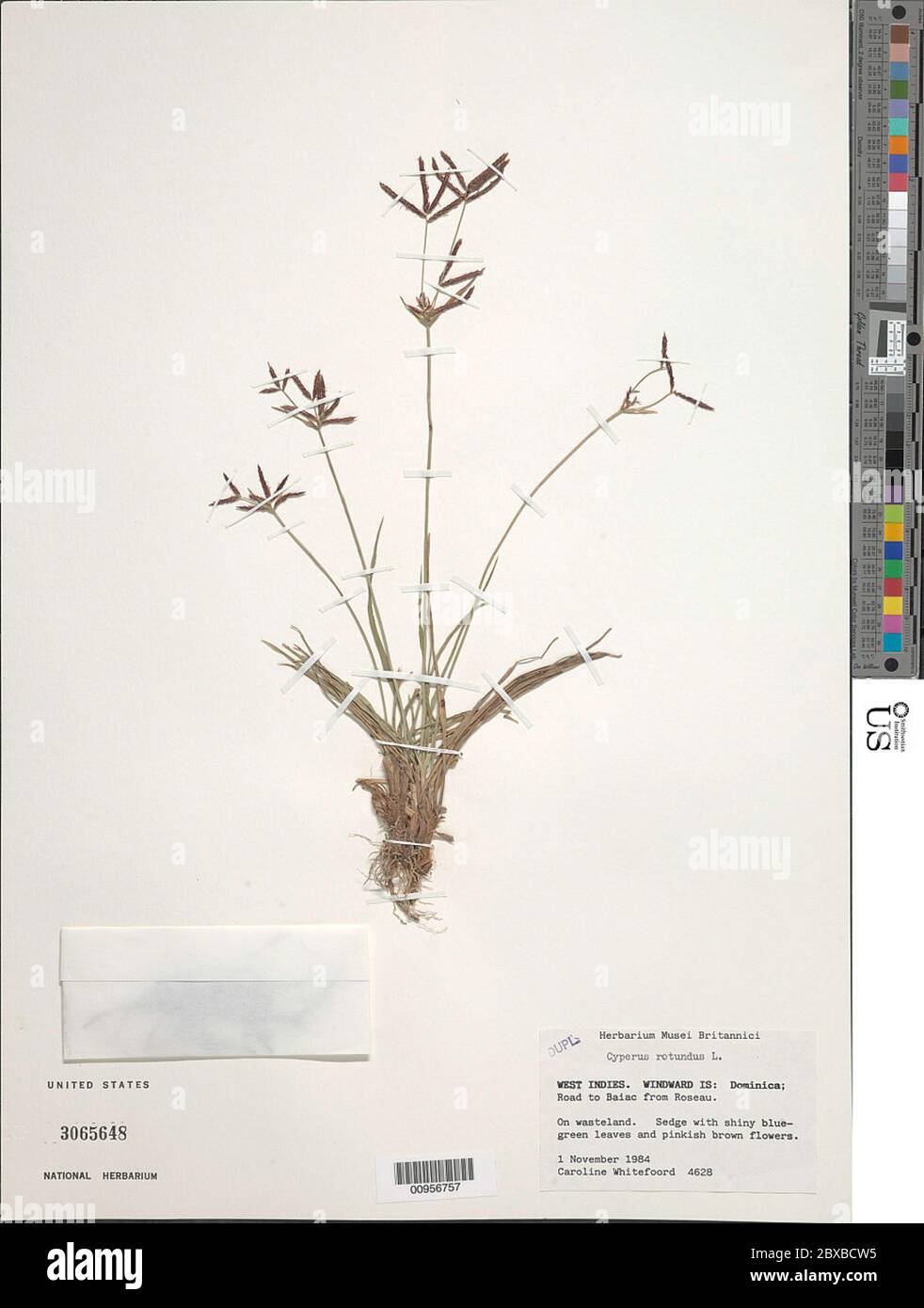 Cyperus rotundus L Cyperus rotundus L Stock Photo - Alamy