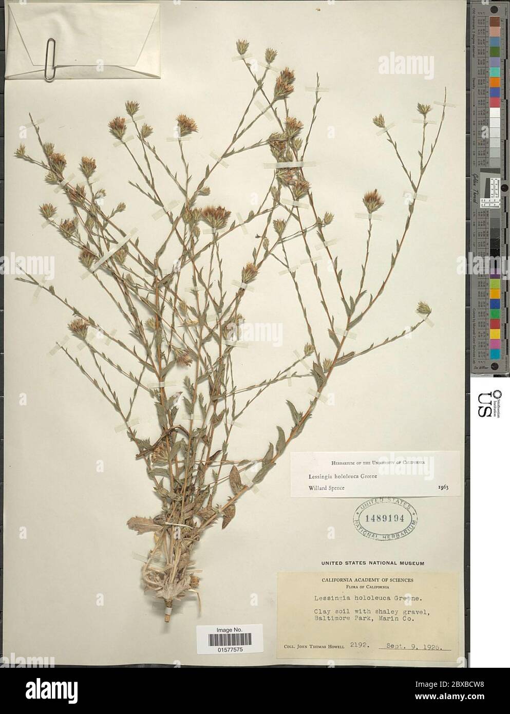 Lessingia hololeuca Greene Lessingia hololeuca Greene Stock Photo - Alamy