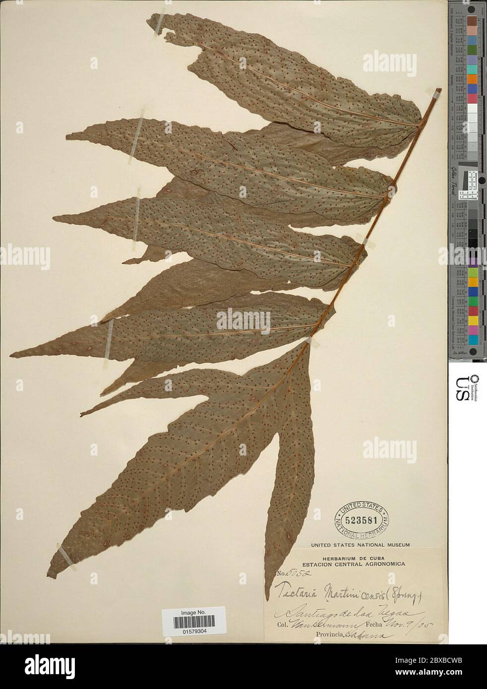 Tectaria incisa Cav Tectaria incisa Cav Stock Photo - Alamy