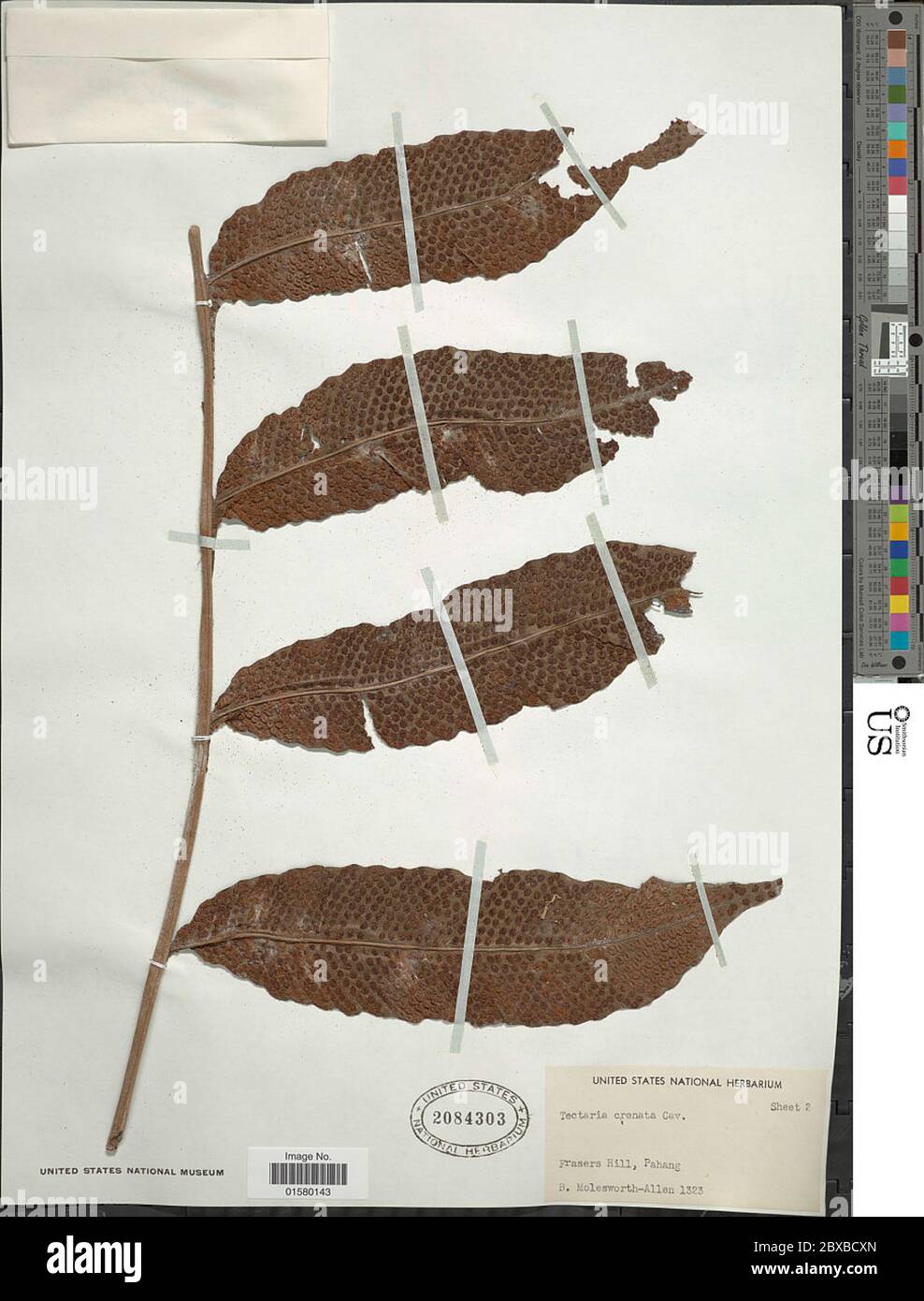 Tectaria crenata Cav Tectaria crenata Cav Stock Photo - Alamy