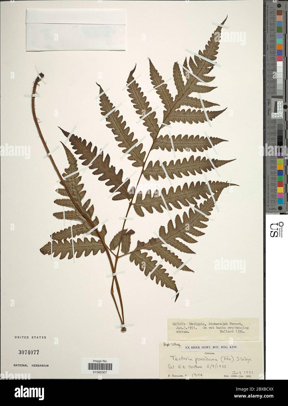 Tectaria paradoxa Tectaria paradoxa Stock Photo - Alamy