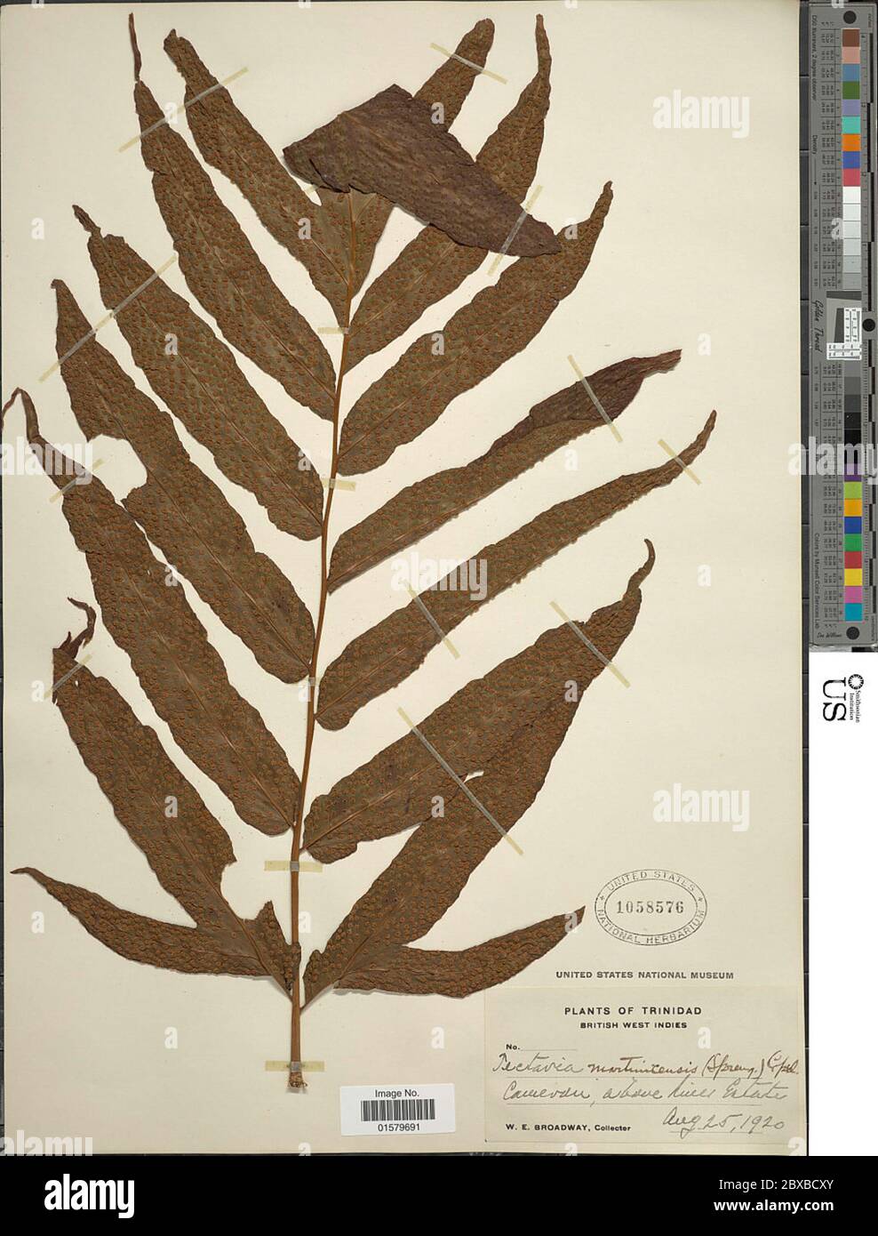 Tectaria incisa hi-res stock photography and images - Alamy