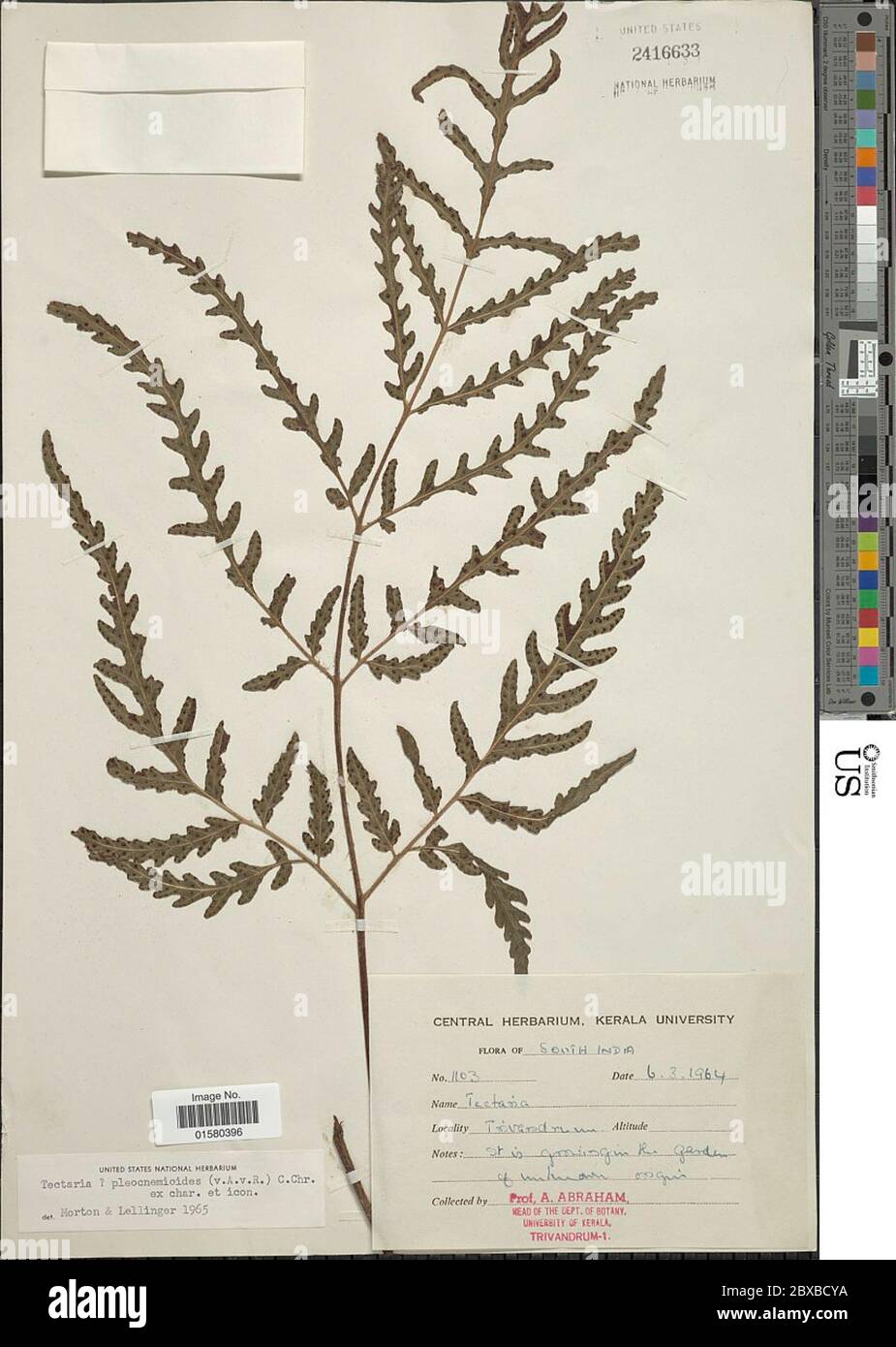 Tectaria pleocnemioides Alderw C Chr Tectaria pleocnemioides Alderw C ...