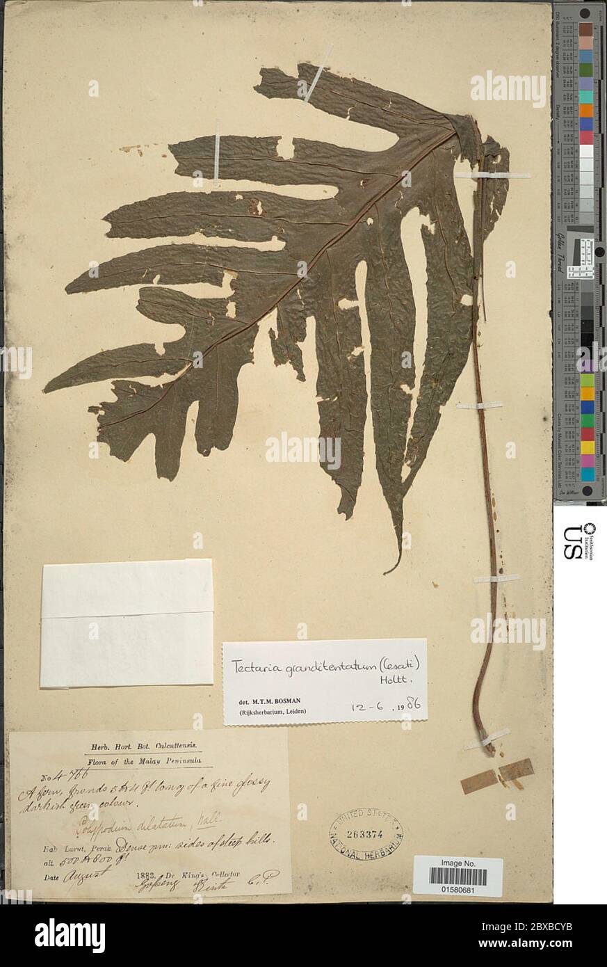 Tectaria hi-res stock photography and images - Alamy