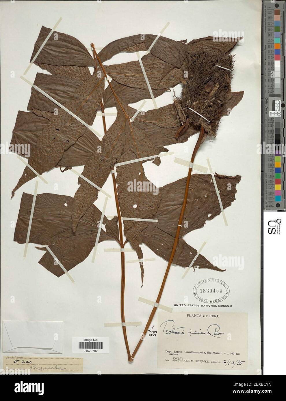 Tectaria incisa hi-res stock photography and images - Alamy