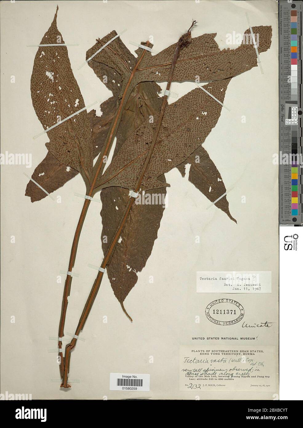 Tectaria hi-res stock photography and images - Alamy