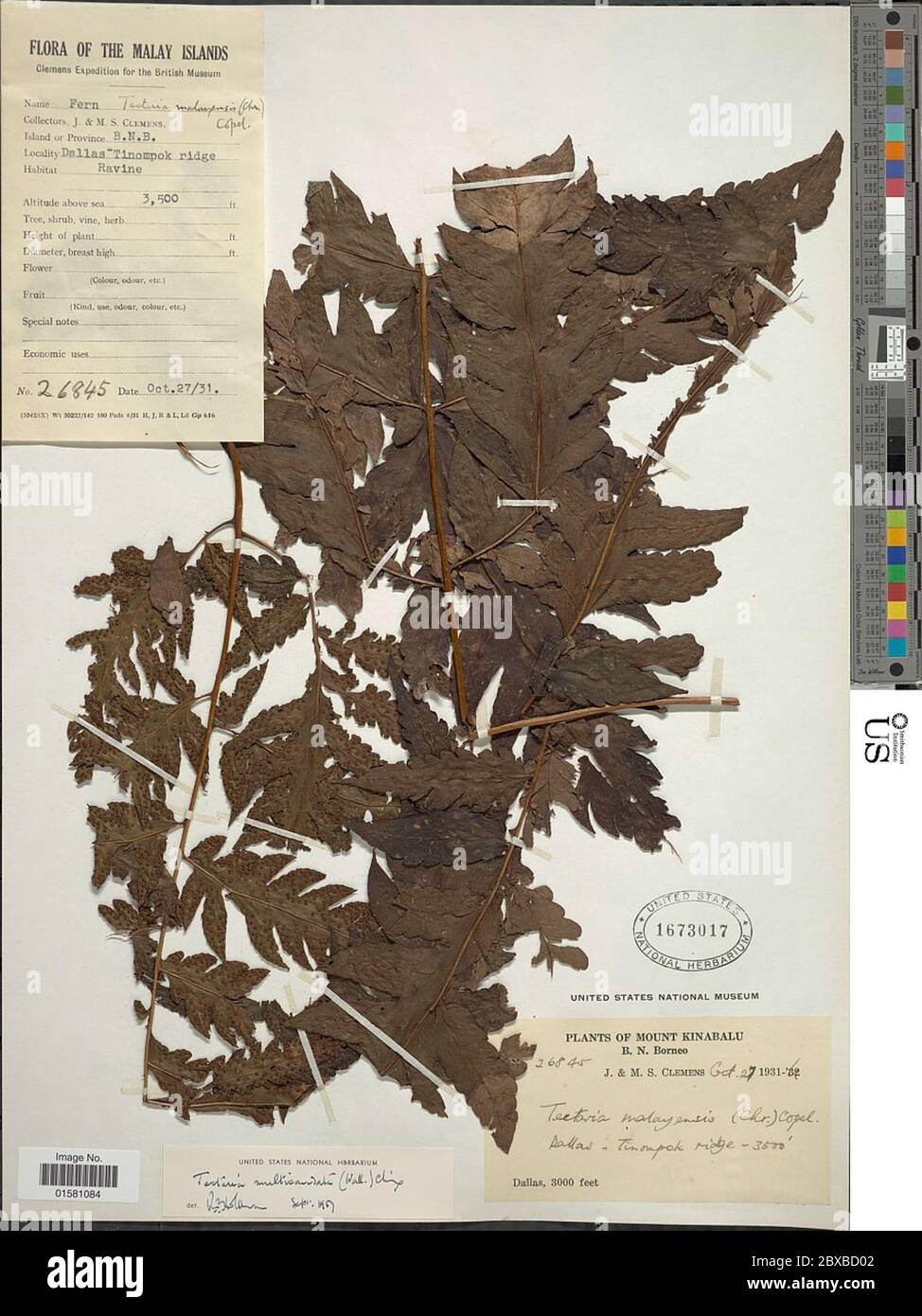 Tectaria griffithii Baker C Chr Tectaria griffithii Baker C Chr Stock ...
