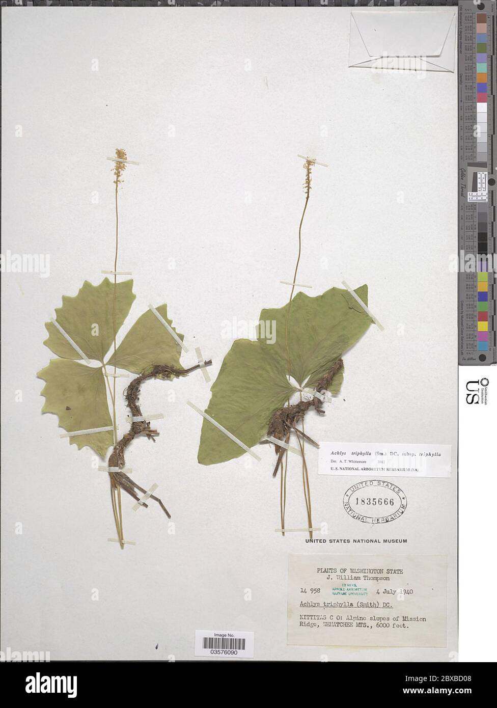 Achlys triphylla DC Achlys triphylla DC Stock Photo - Alamy