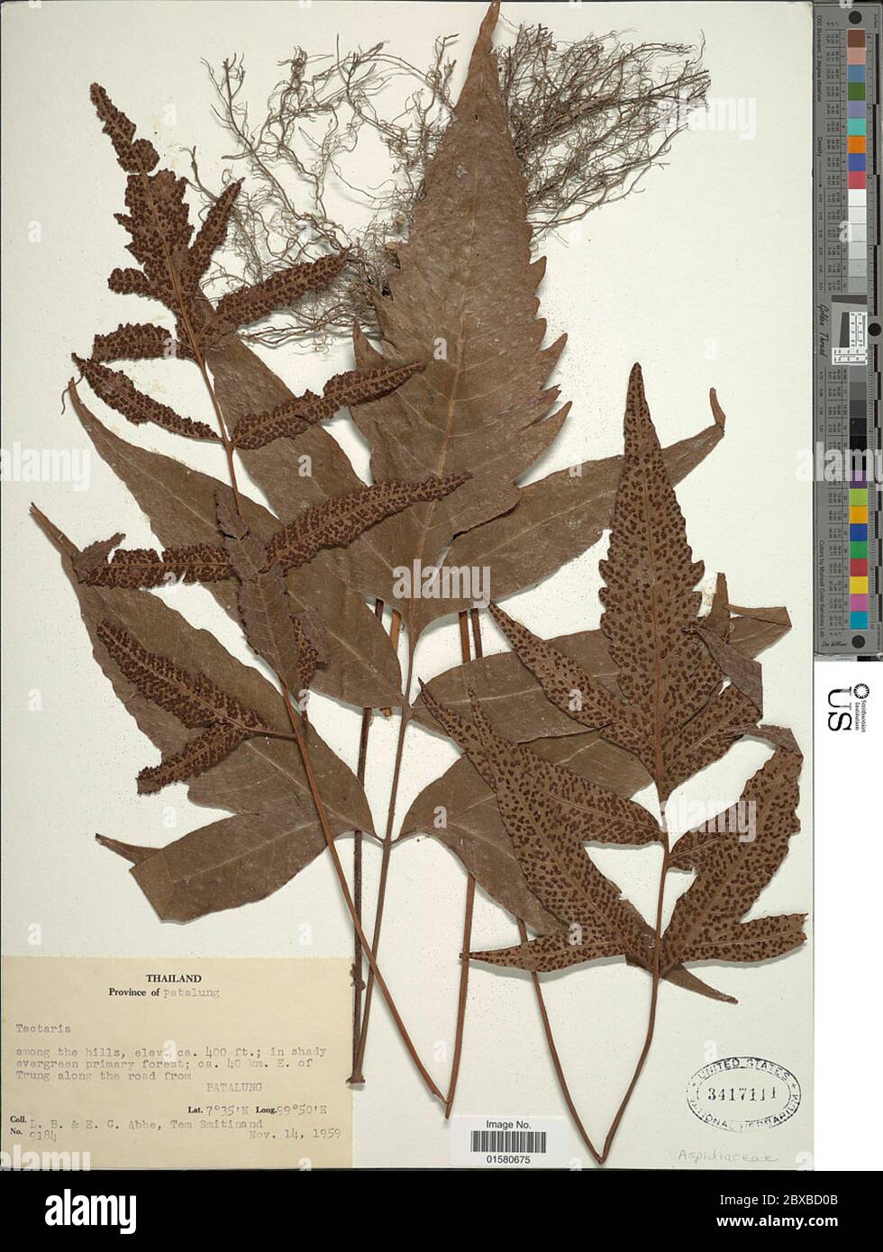 Tectaria sp Tectaria sp Stock Photo - Alamy