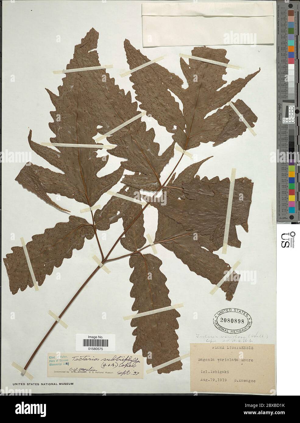 Tectaria subtriphylla Hook Arn Copel Tectaria subtriphylla Hook Arn ...