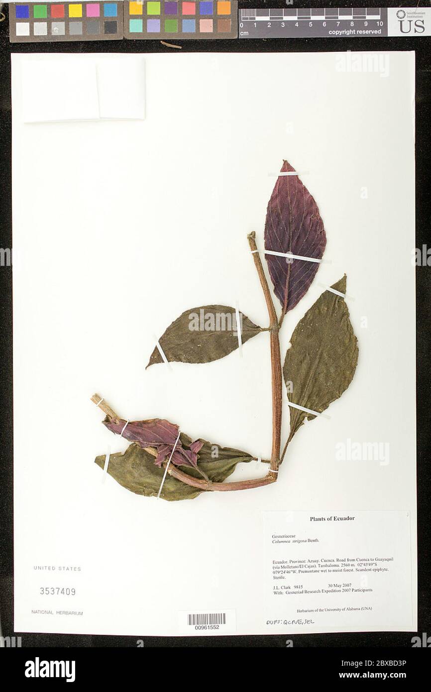 Columnea strigosa Benth Columnea strigosa Benth Stock Photo - Alamy