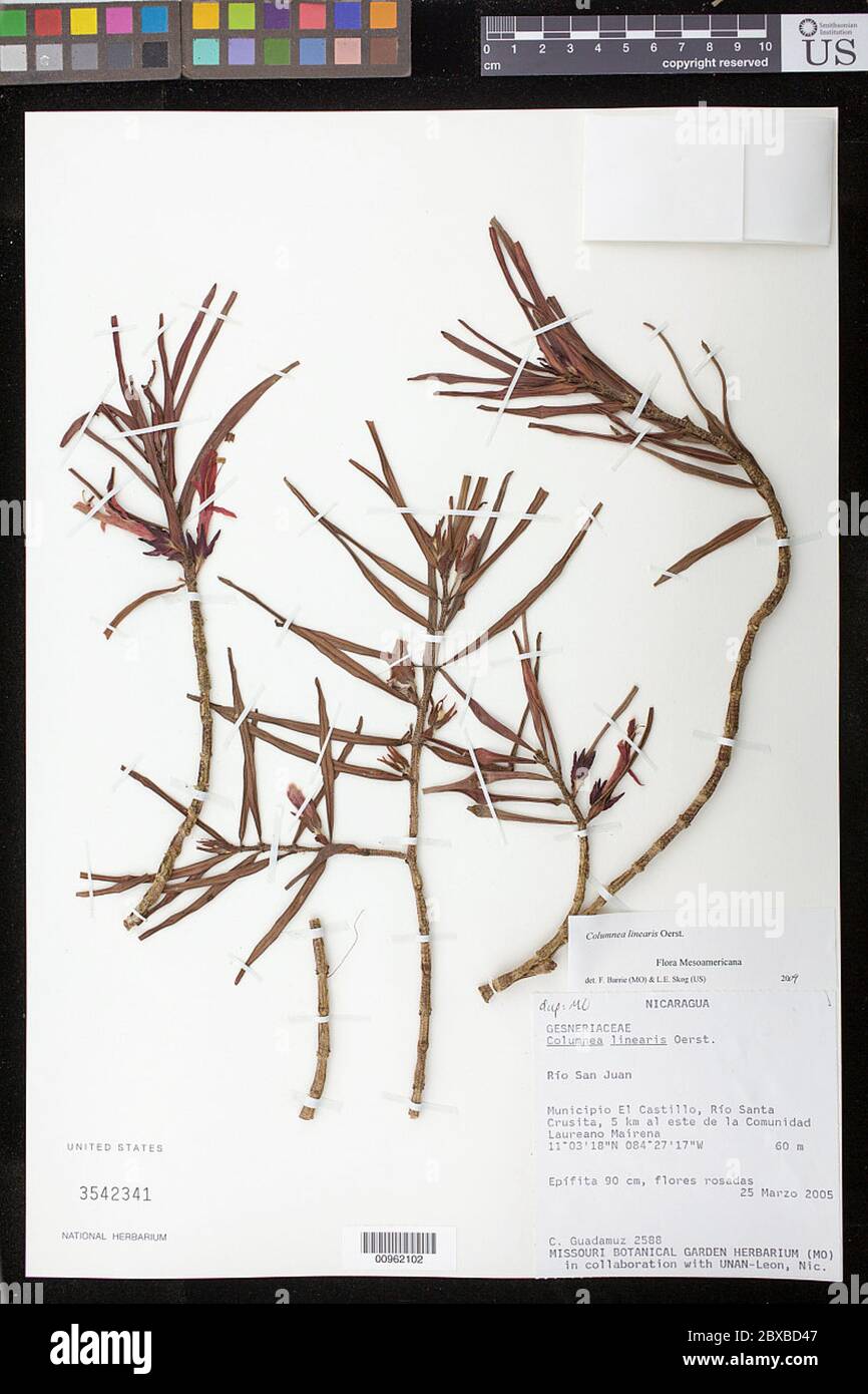 Columnea linearis Oerst Columnea linearis Oerst Stock Photo - Alamy