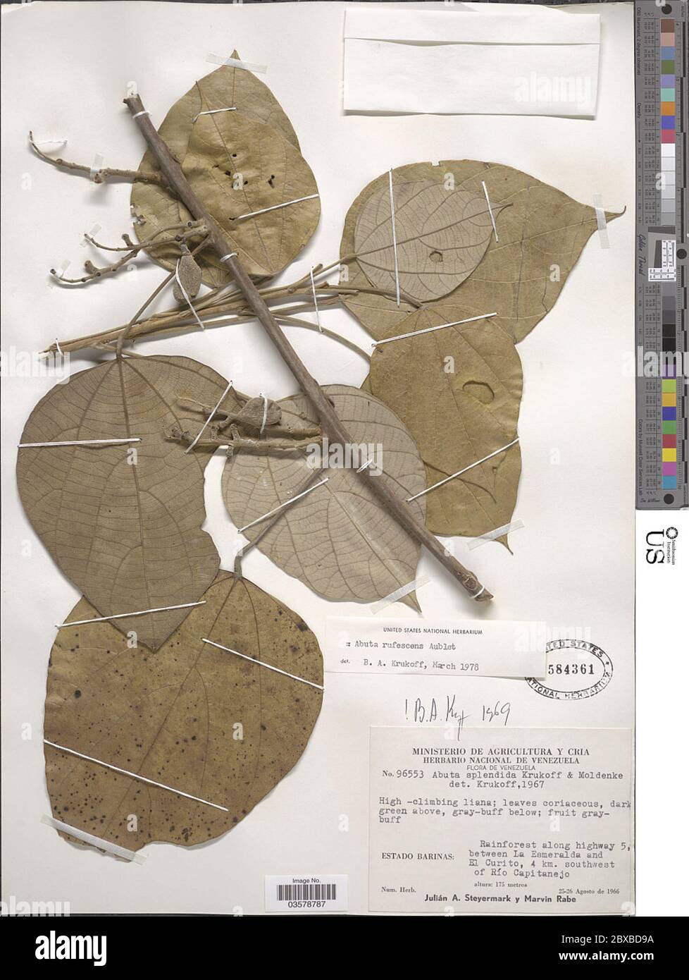 Abuta rufescens hi-res stock photography and images - Alamy