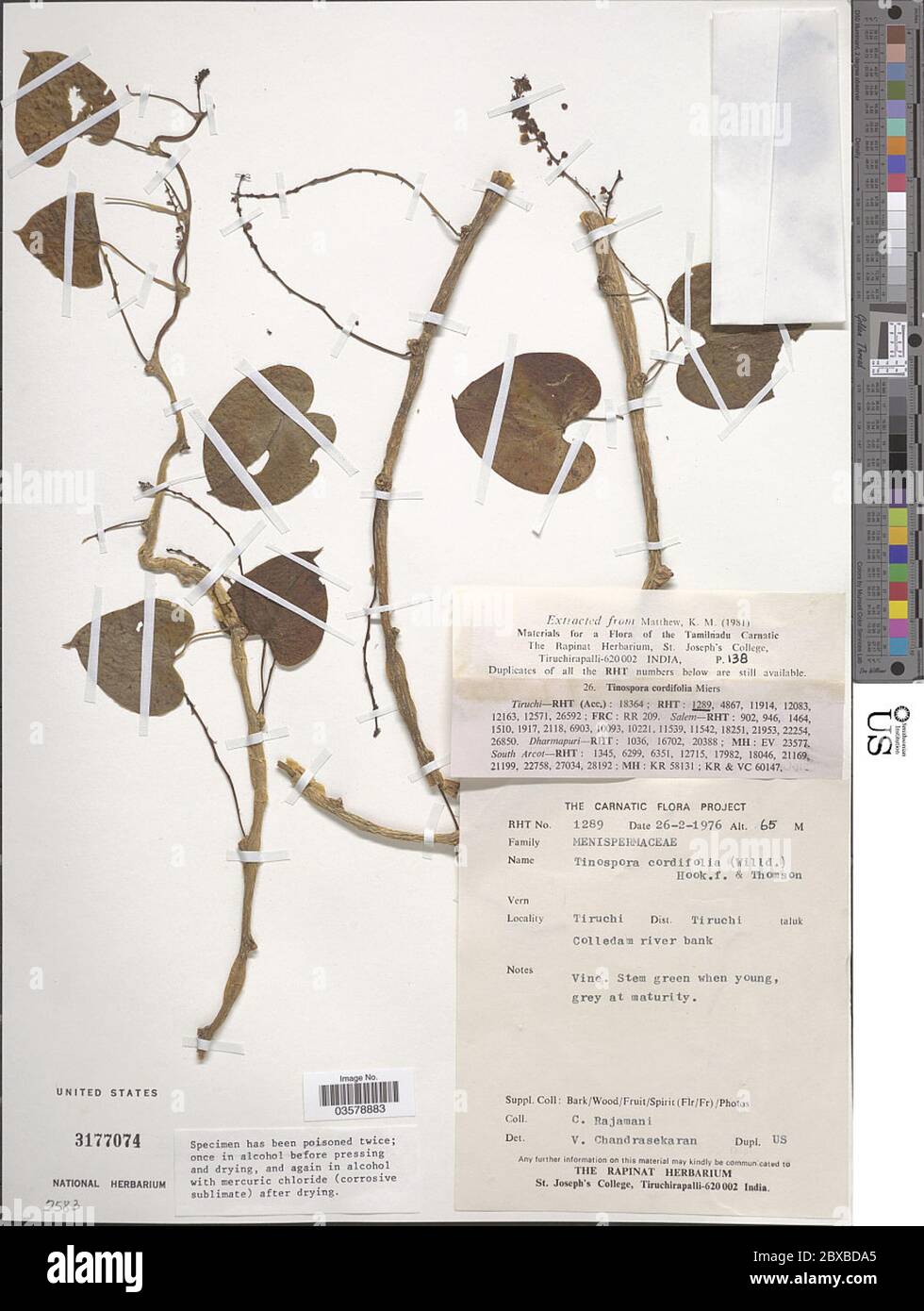 Tinospora cordifolia hi-res stock photography and images - Alamy