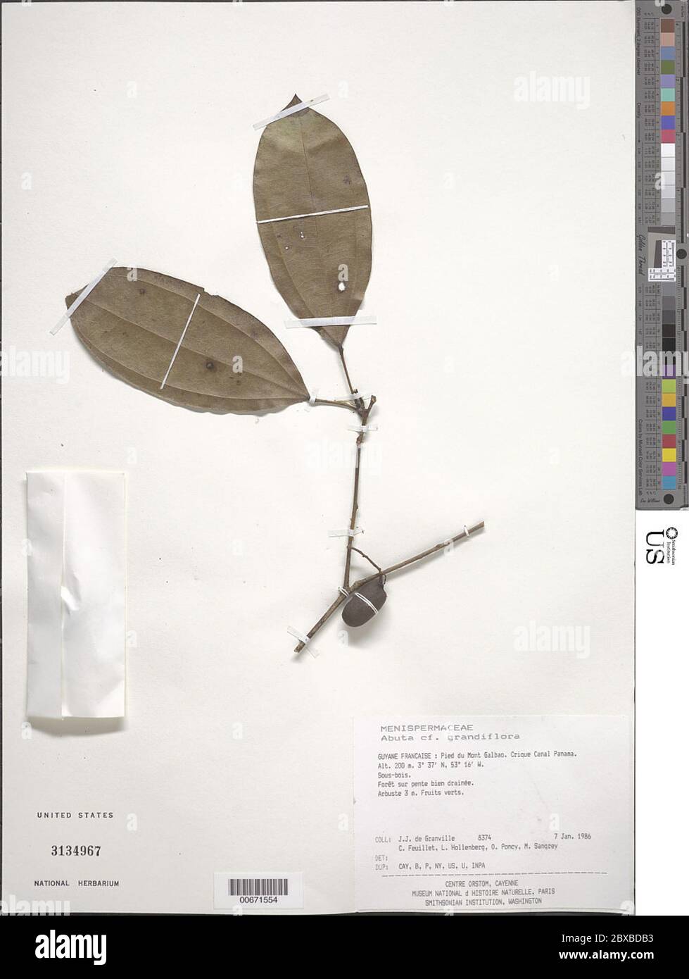 Abuta grandifolia Mart Sandwith Abuta grandifolia Mart Sandwith Stock ...