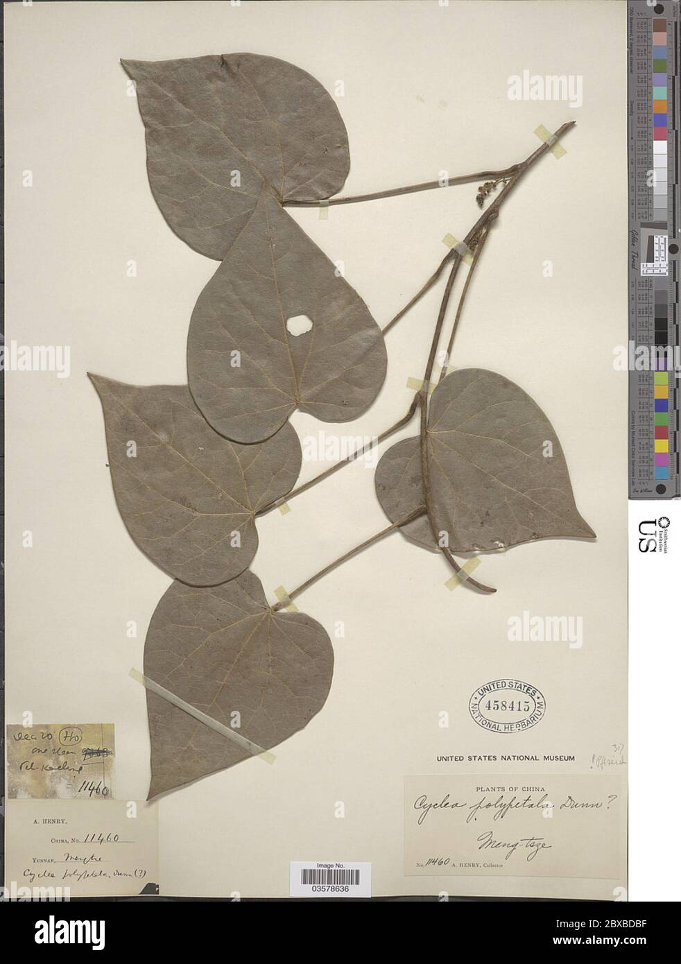 Polypetala hi-res stock photography and images - Alamy