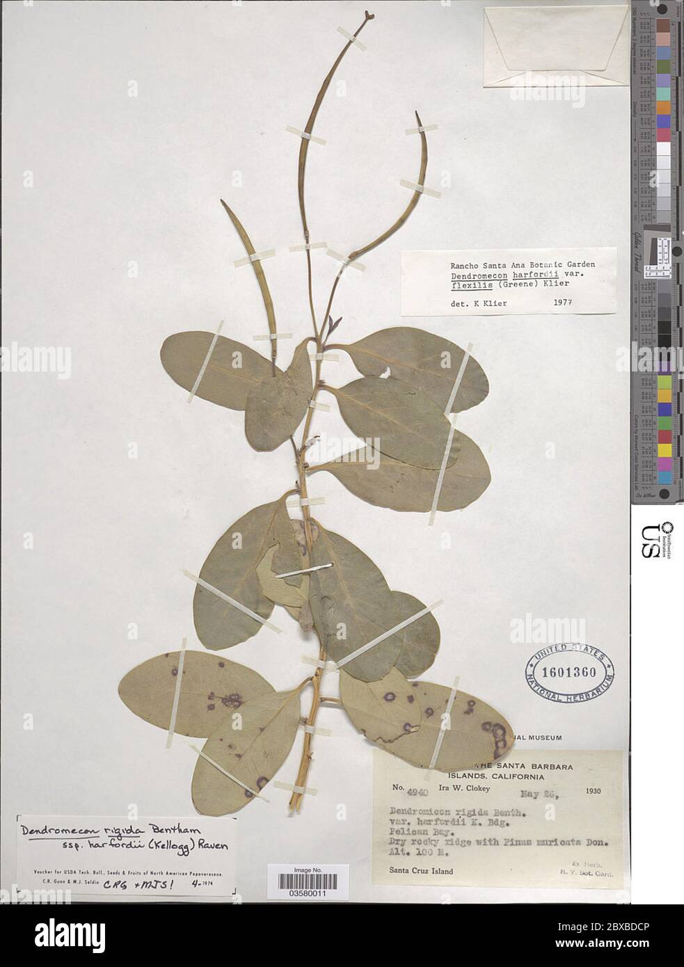 Dendromecon harfordii hi-res stock photography and images - Alamy