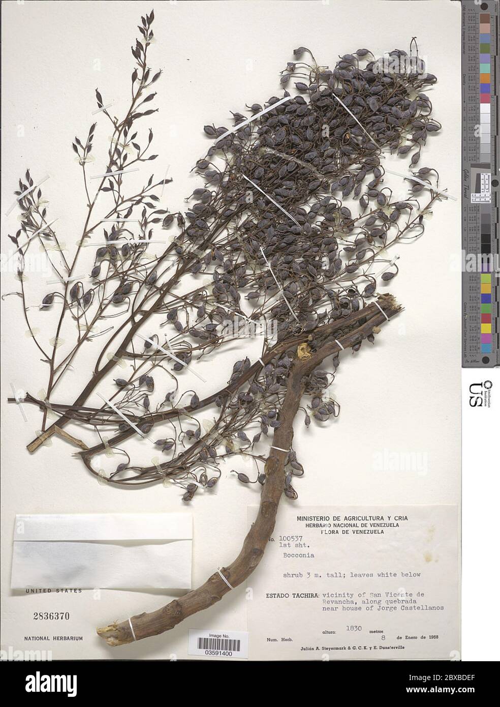 Bocconia High Resolution Stock Photography and Images - Alamy