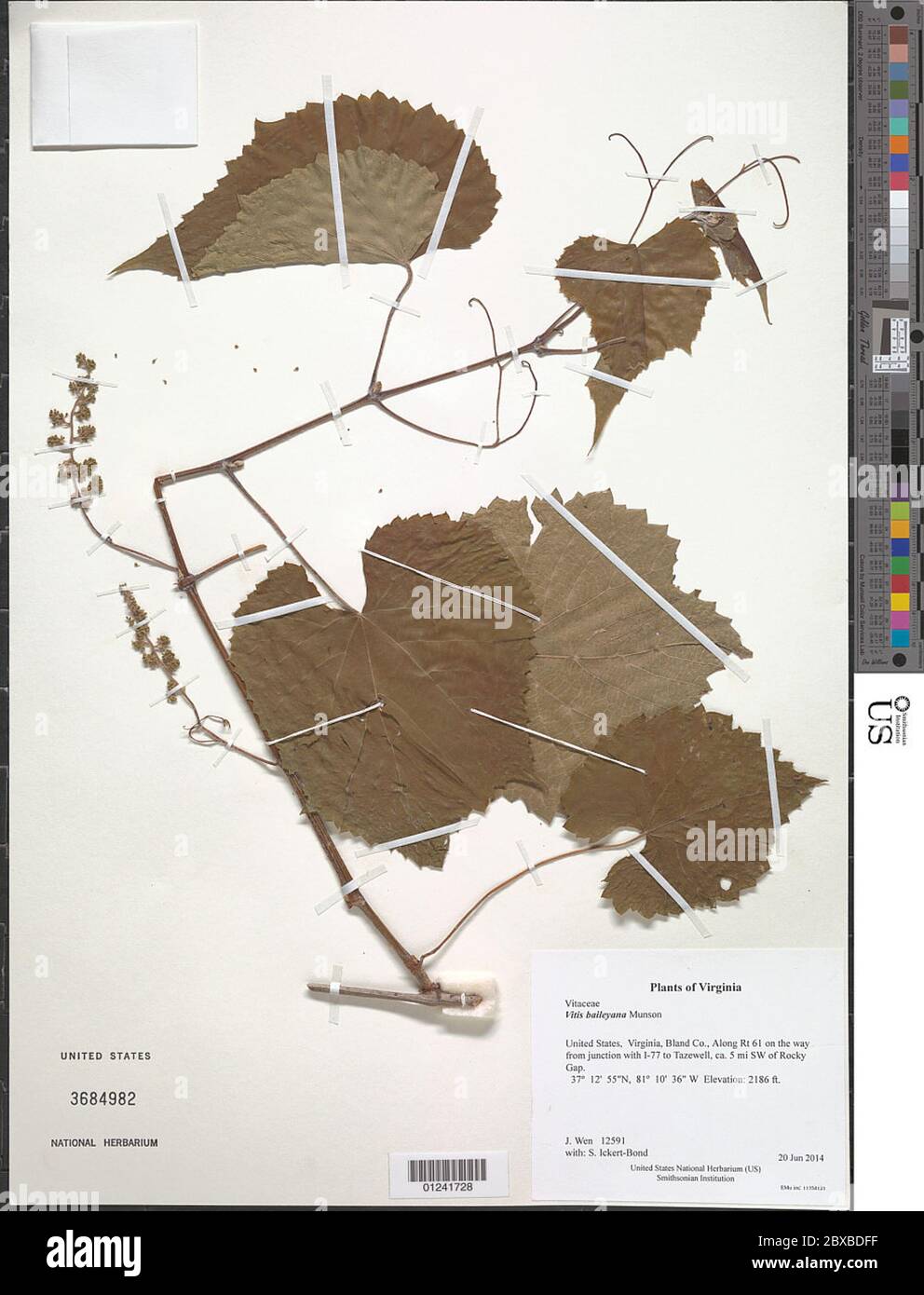 Vitis baileyana Munson Vitis baileyana Munson Stock Photo - Alamy