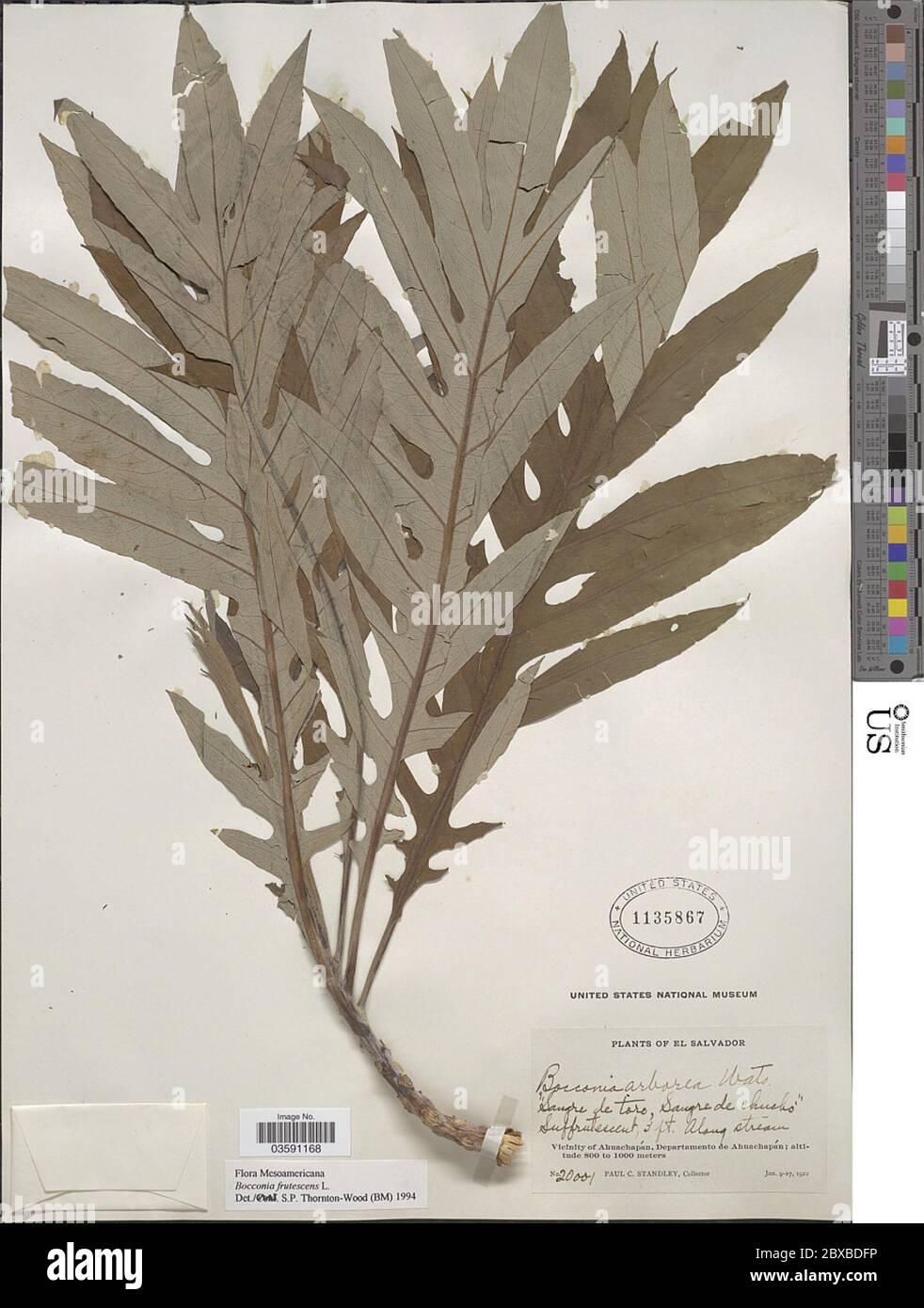 Bocconia frutescens L Bocconia frutescens L Stock Photo - Alamy