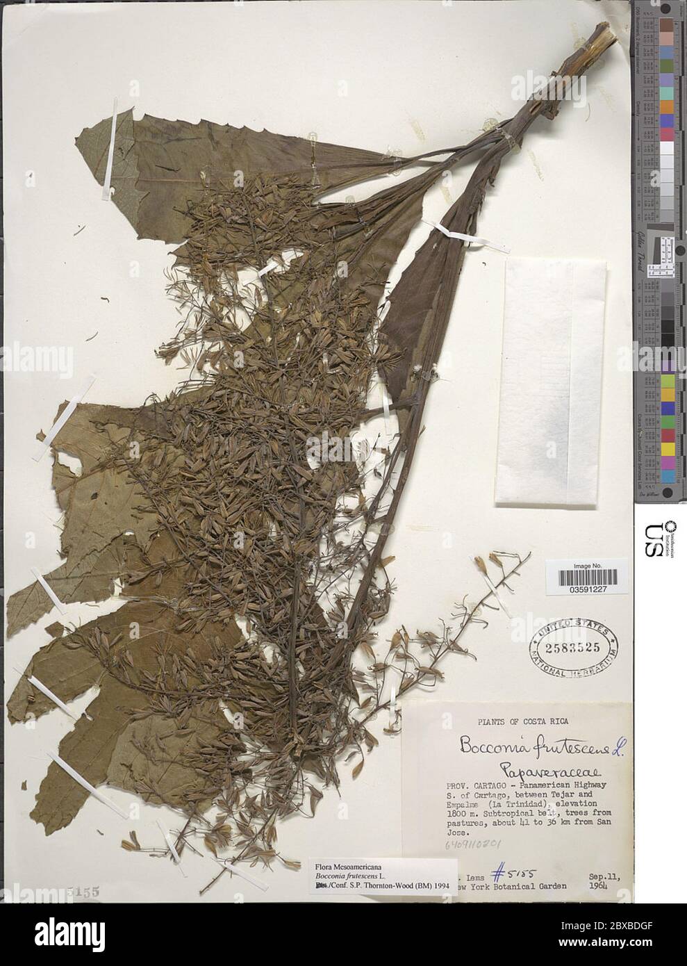 Bocconia frutescens L Bocconia frutescens L Stock Photo - Alamy