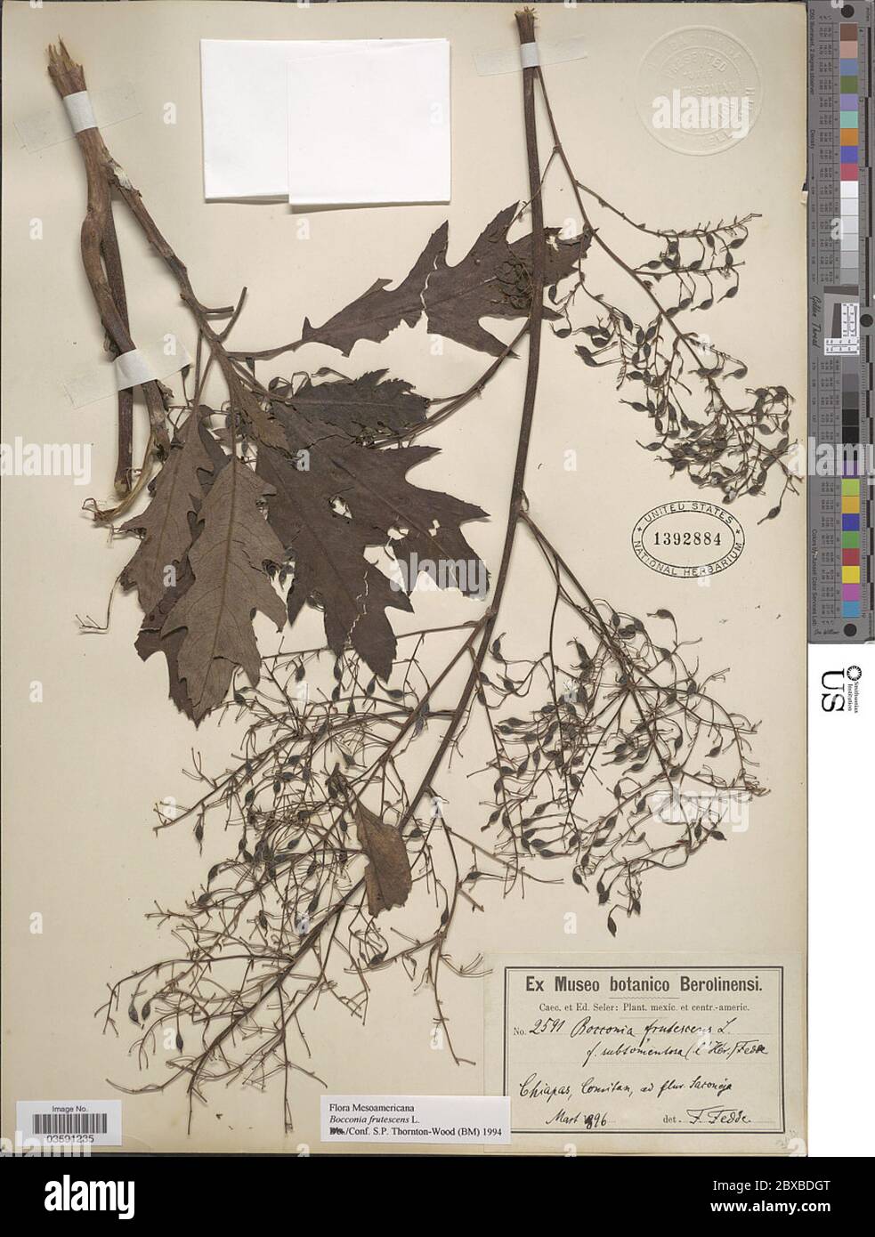 Bocconia frutescens L Bocconia frutescens L Stock Photo - Alamy