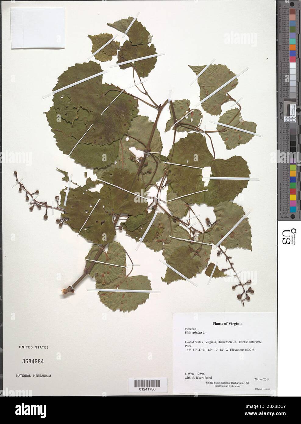 Vitis vulpina L Vitis vulpina L Stock Photo - Alamy