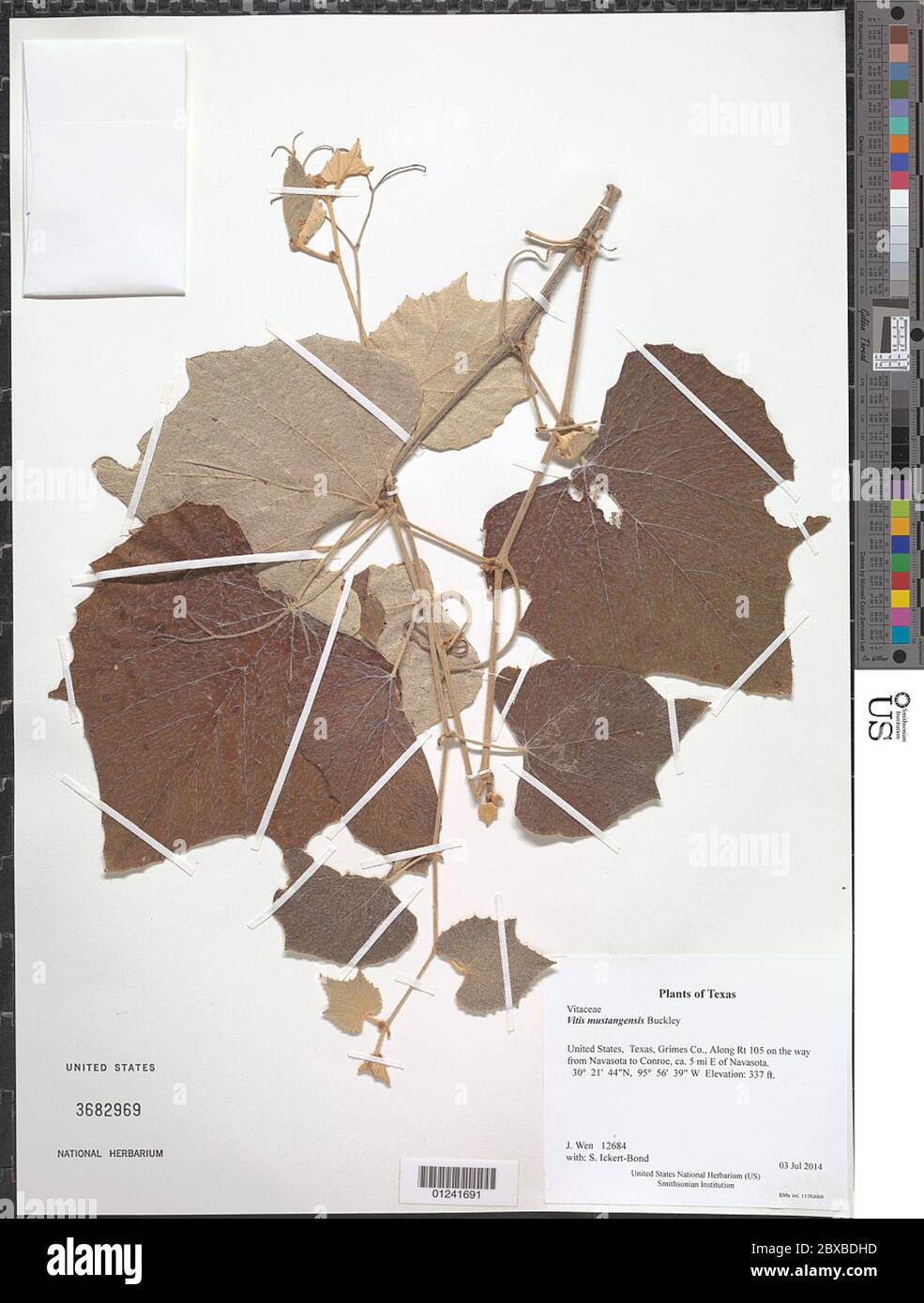 Vitis mustangensis hi-res stock photography and images - Alamy