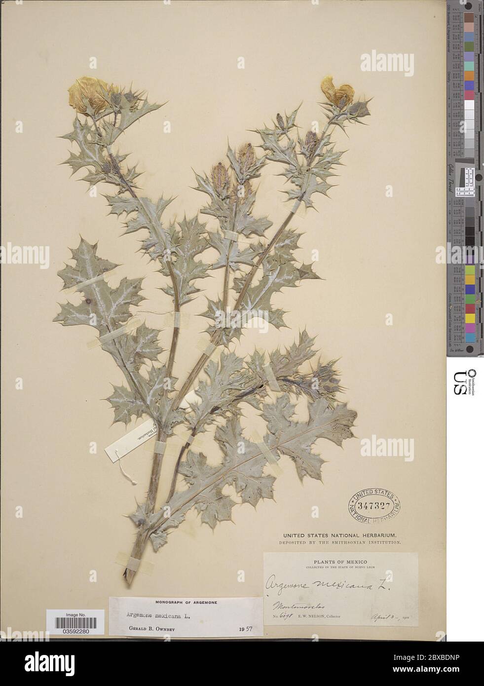 Argemone mexicana L Argemone mexicana L Stock Photo - Alamy