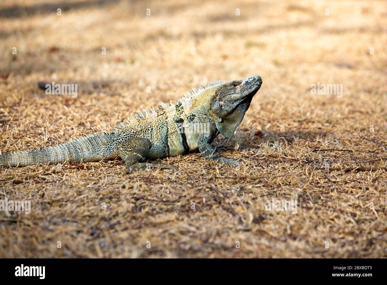 Spiny tailed iguana running hi-res stock photography and images - Alamy